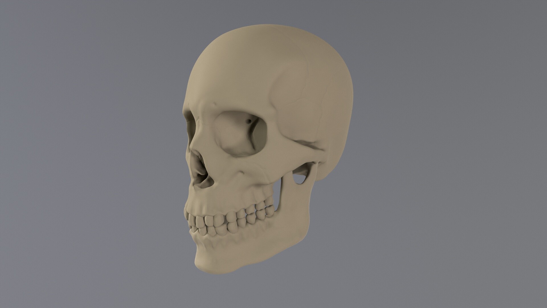 ArtStation - Anatomical skull practice