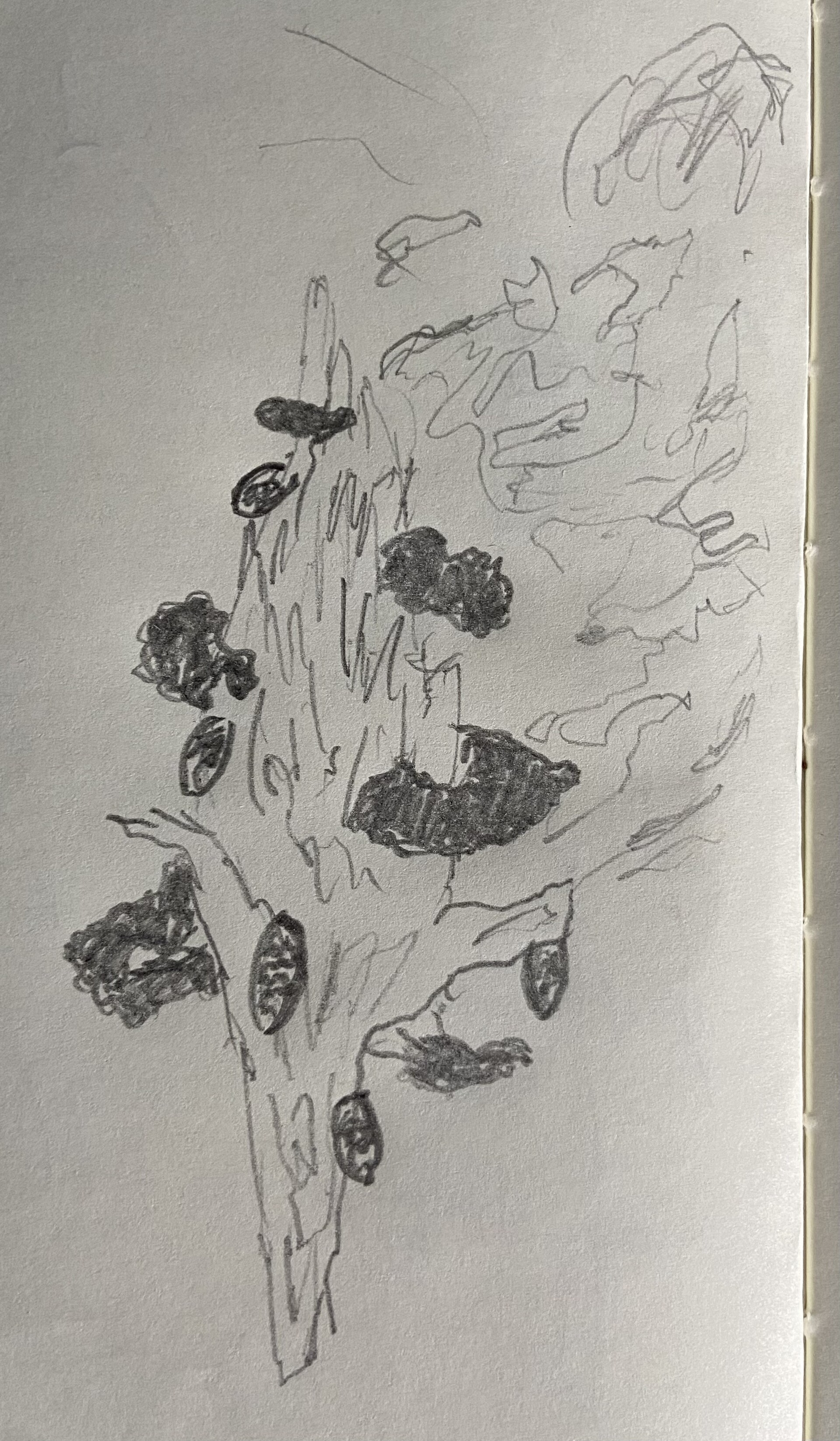 ArtStation - Northern California “redwood” burning sword. #Swordtember ...