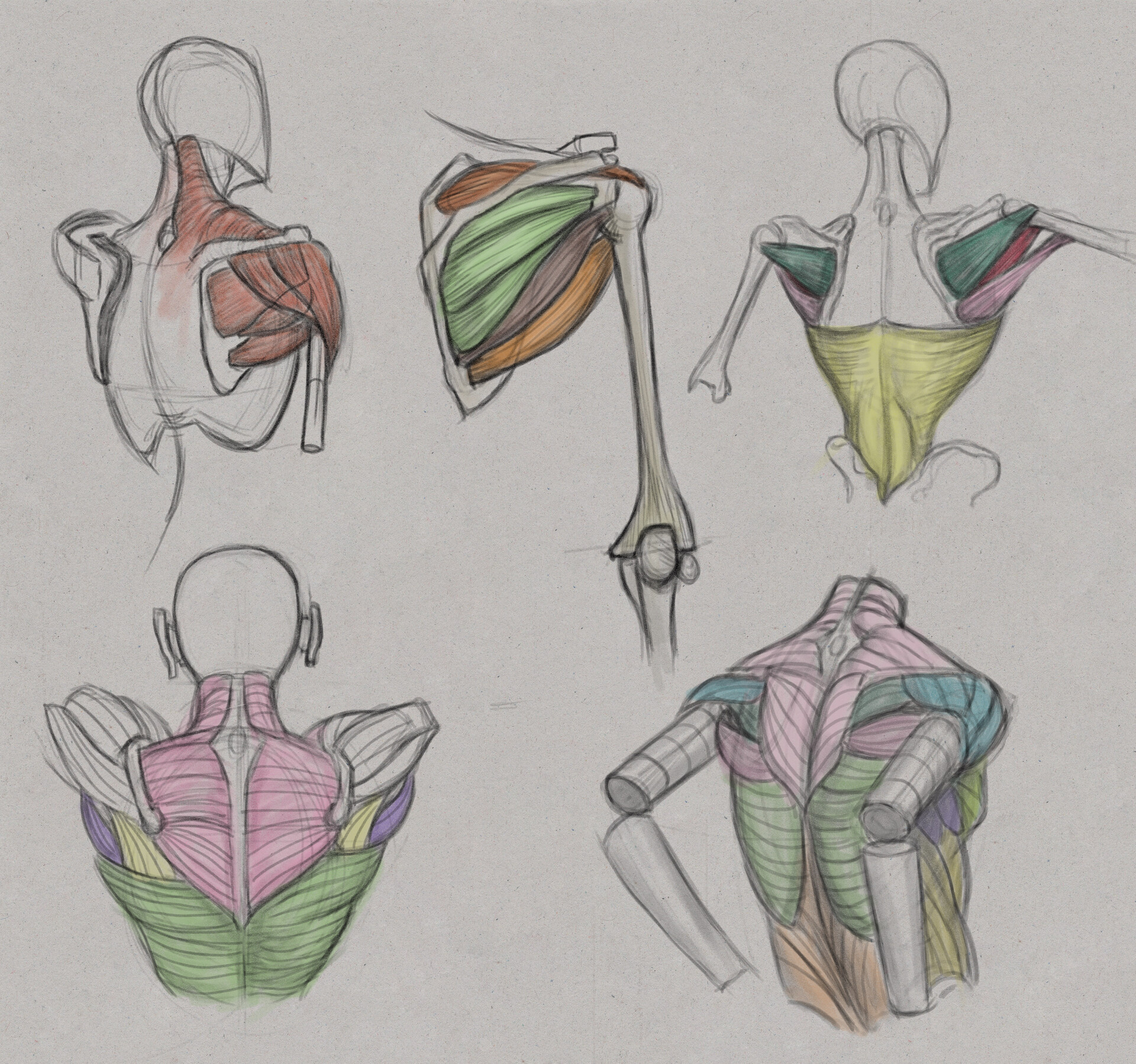 ArtStation - Anatomy Studies Upper Arms