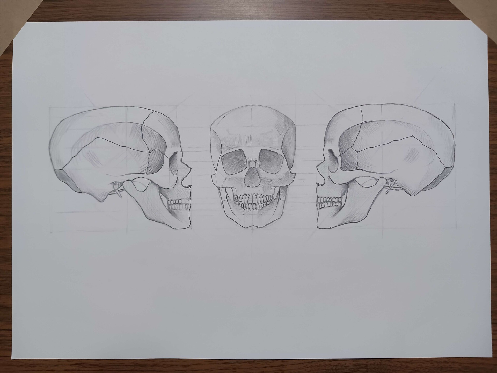 ArtStation - Skull Proportion Study