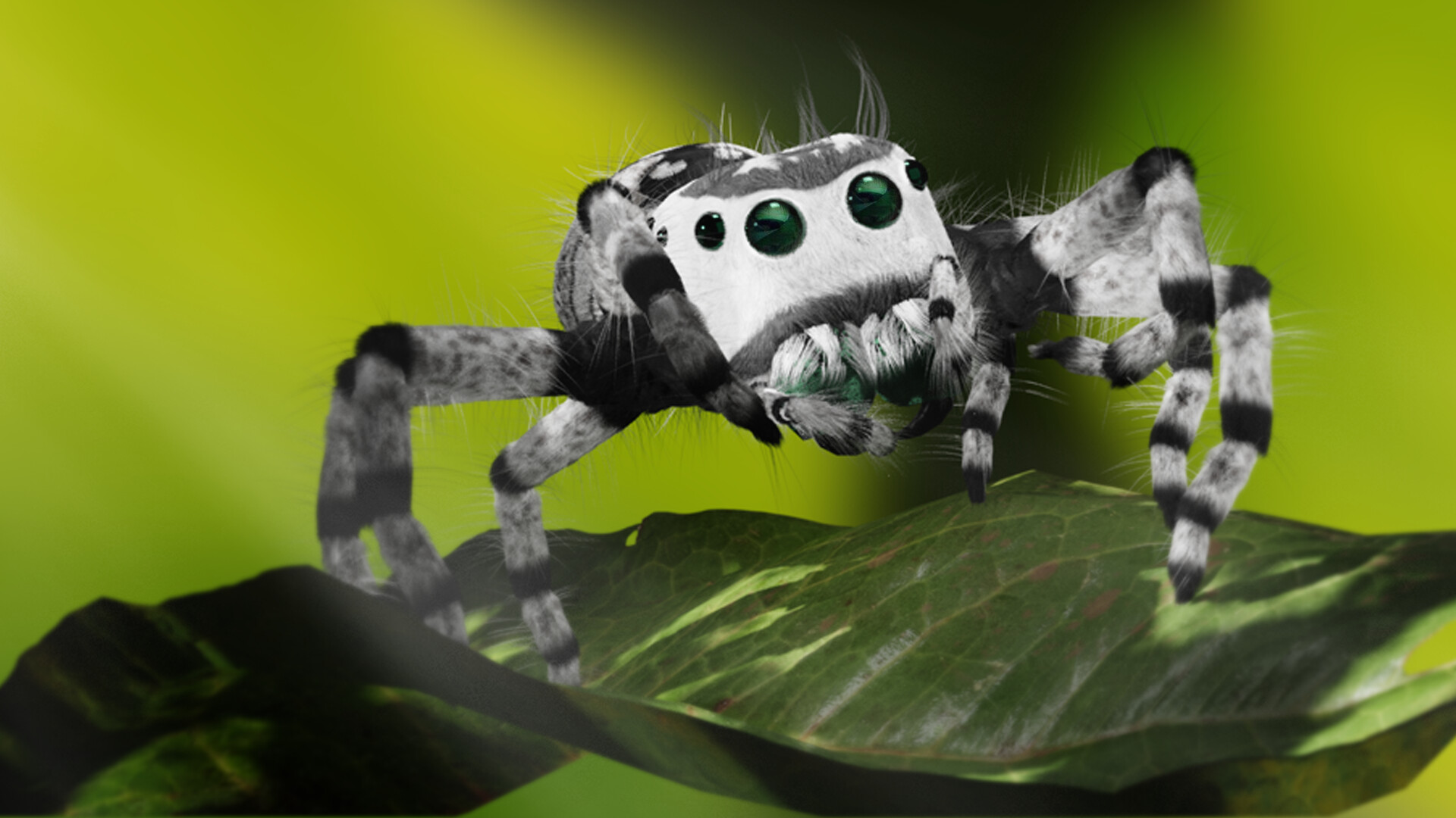 ArtStation - Jumping spider