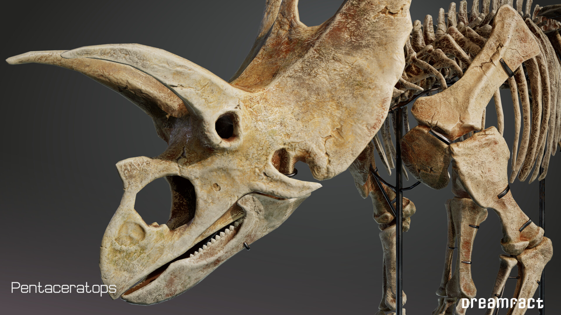 pentaceratops skeleton