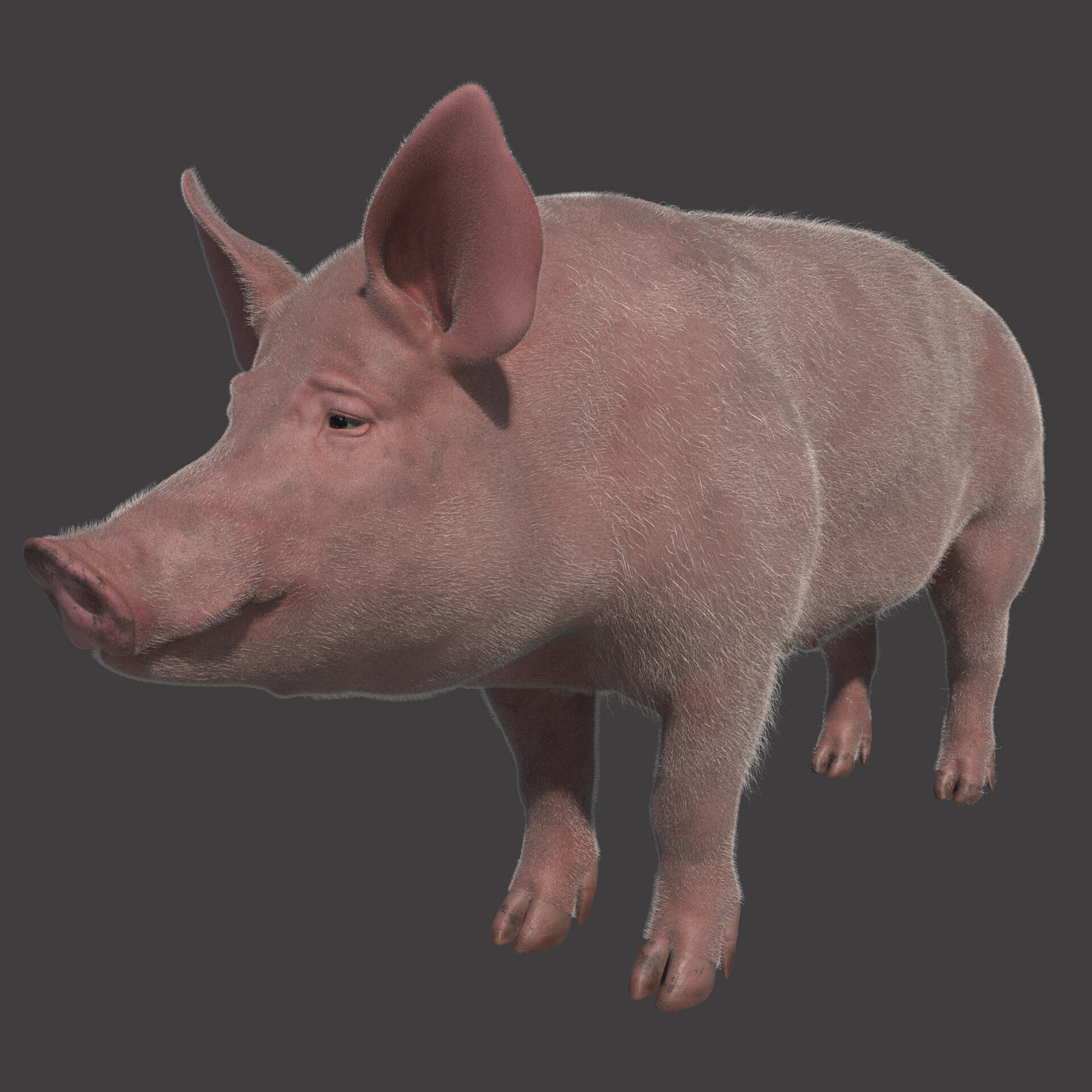 ArtStation - pig texturing