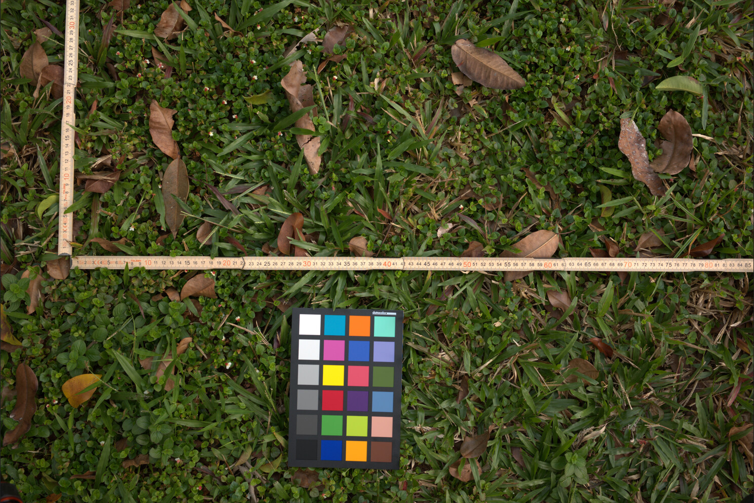 Simon Tremblay Gauthier - Grass Photogrammetry Scan 02