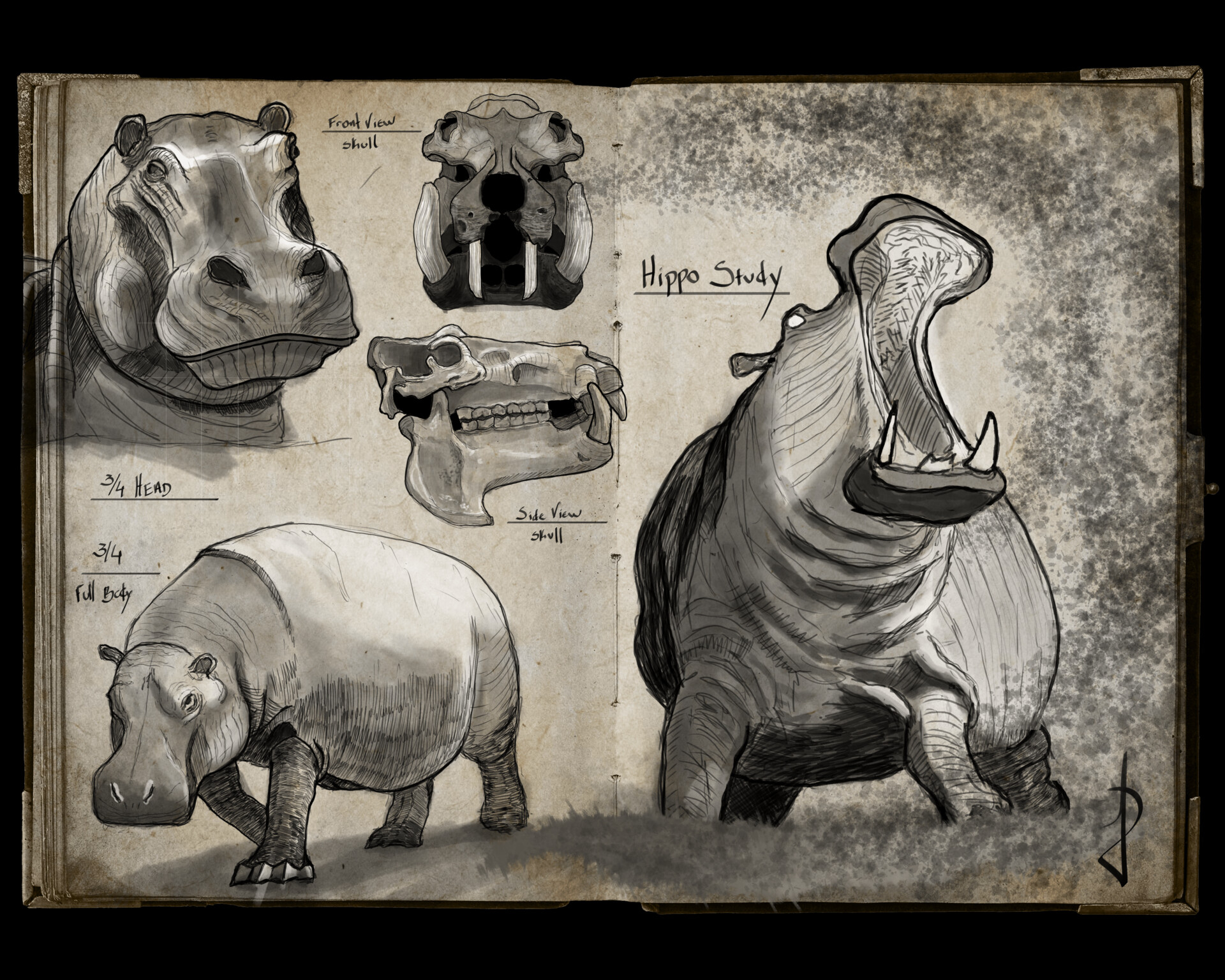 ArtStation - Hippo Study Drawing