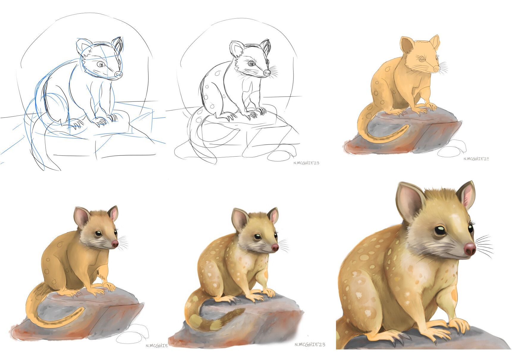 Natasha McGhie Online - Spotted- tailed quoll (Dasyurus maculatus)