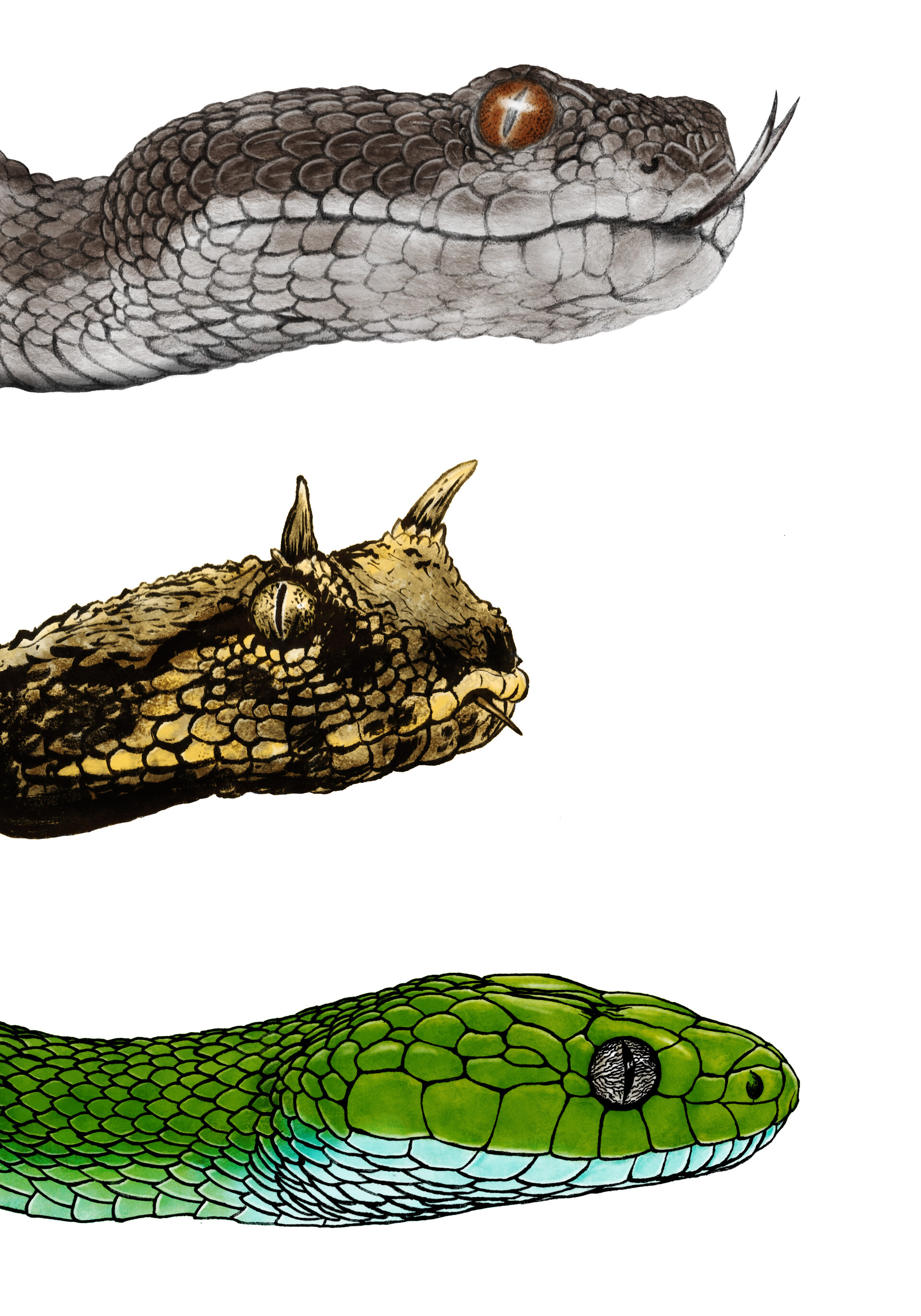 ArtStation - Animal Studies