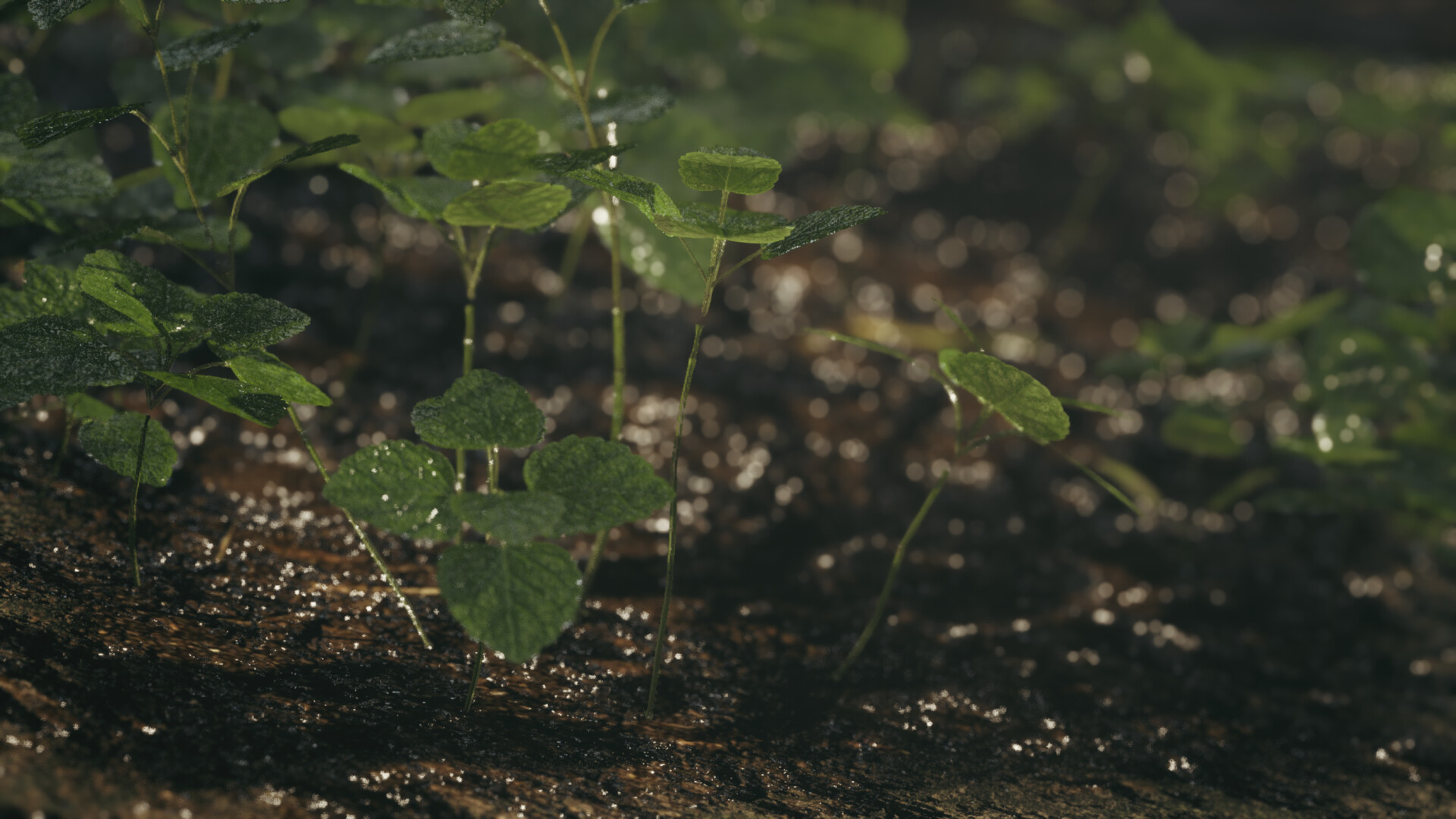 Ian Zander - Wet Forest Floor
