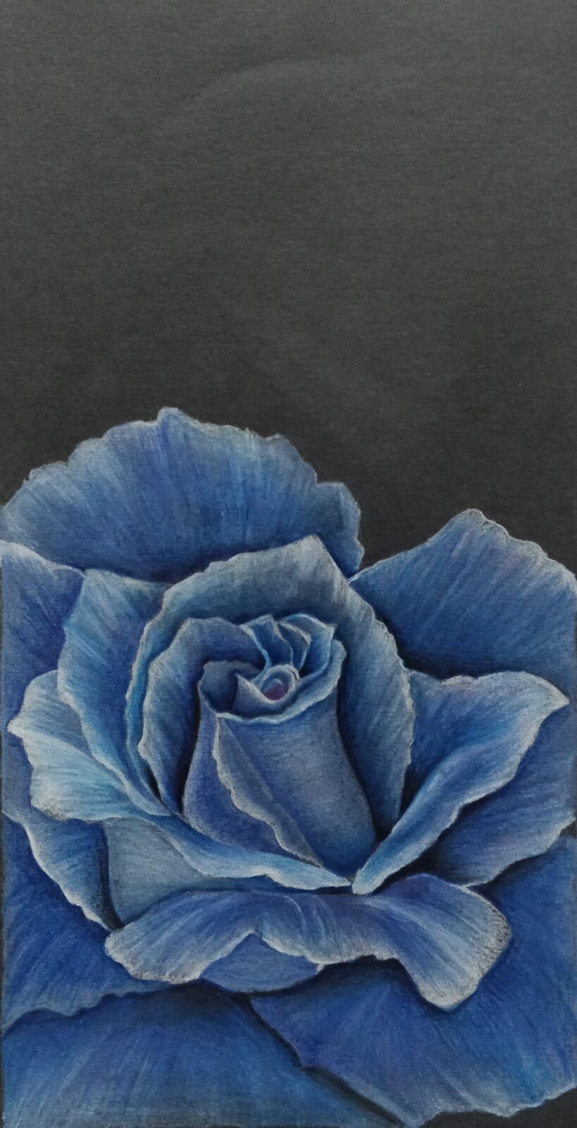 ArtStation - Rose_ColorPencilWork