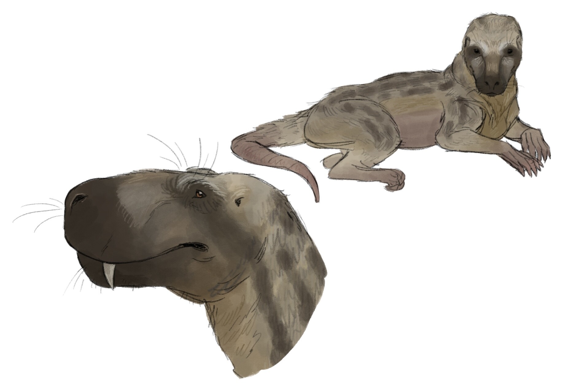 ArtStation - Lycaenops reconstruction