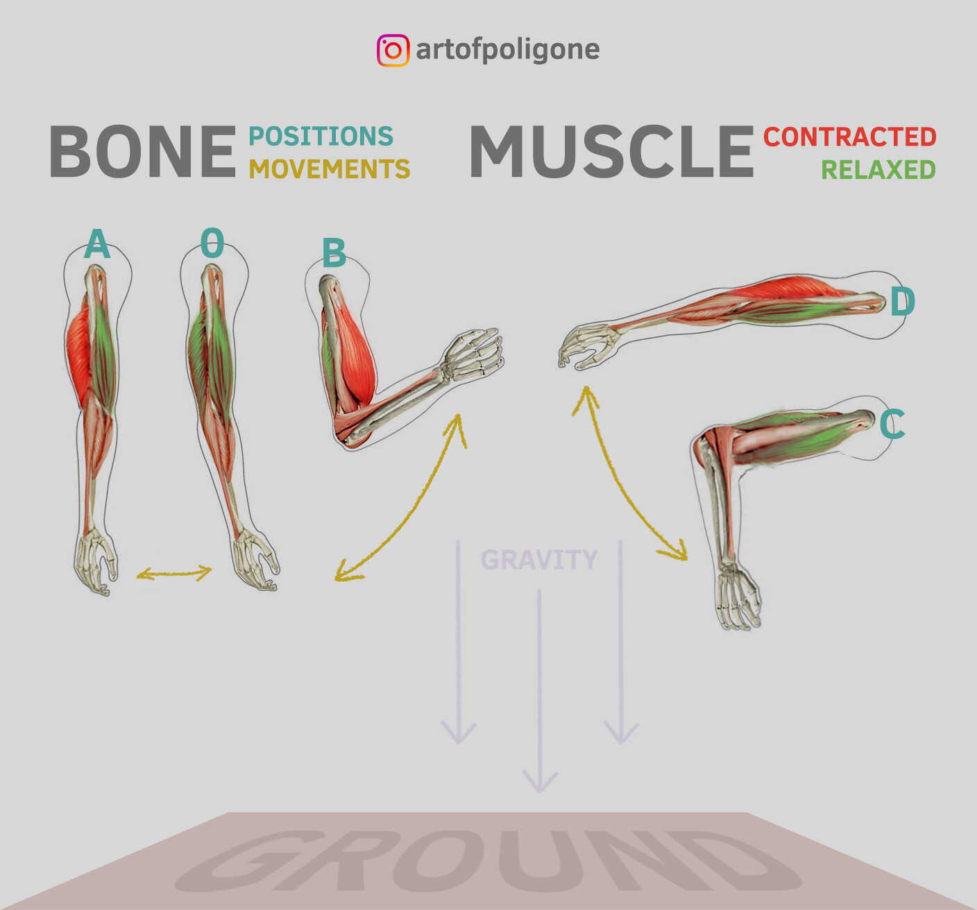 ArtStation - Anatomy and Newton's Law of Universal Gravitation (or the ...