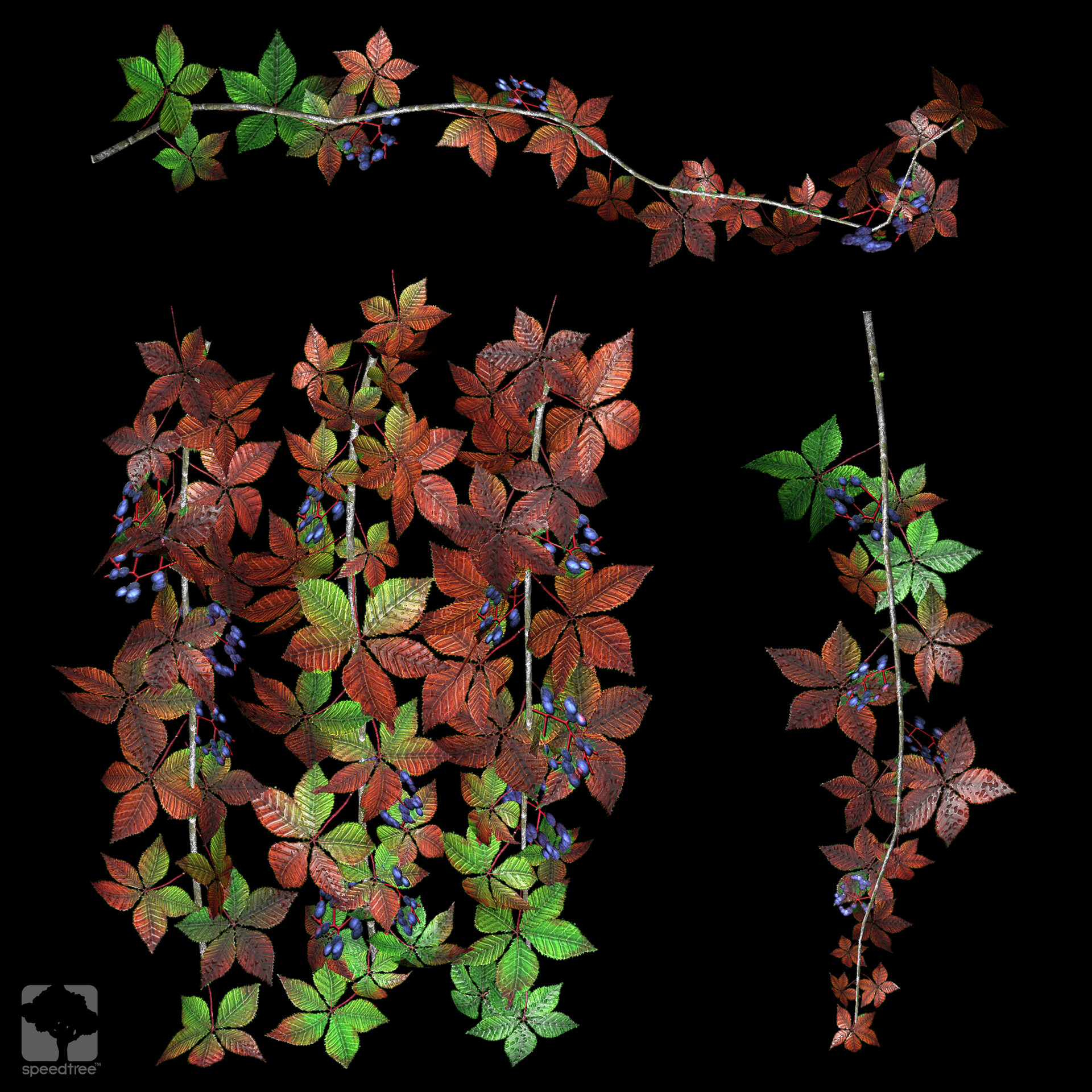 Karyna Samonchyk - Virgin ivy - Autumn garden