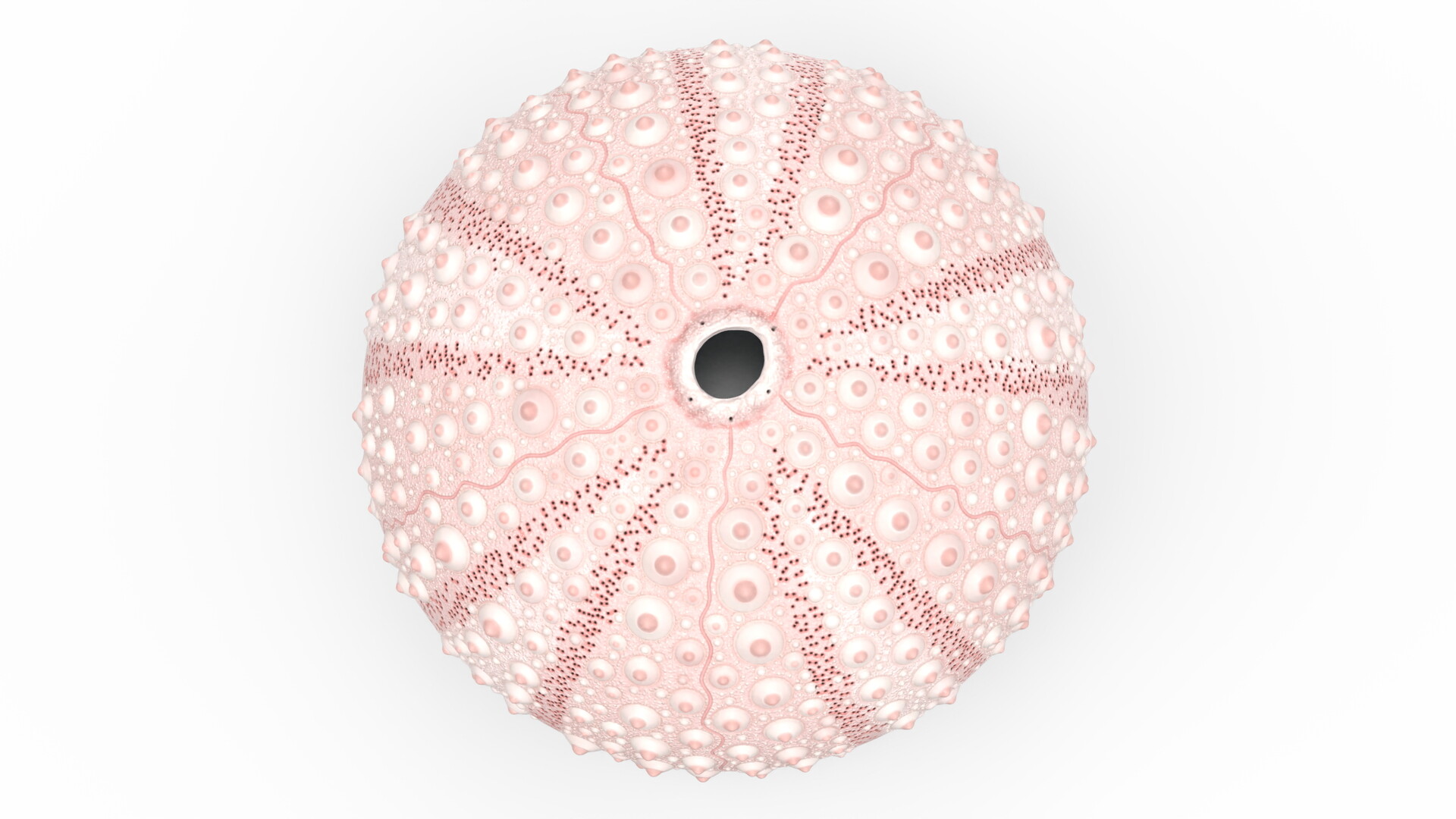 Sea Urchin Shell Diagram