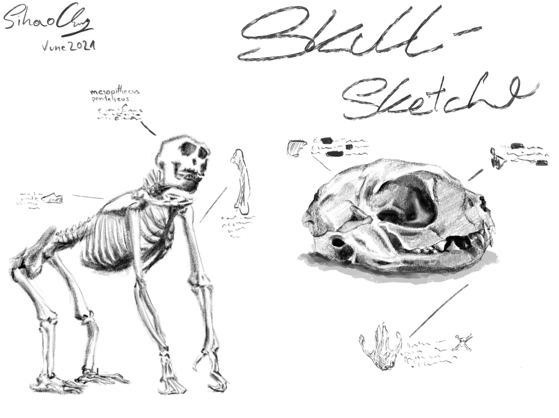 ArtStation - Skeleton Sketch
