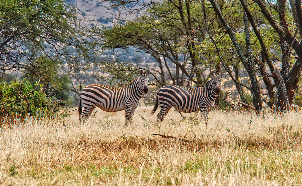 ArtStation - Africa by Robert Abramson for Izone Photography