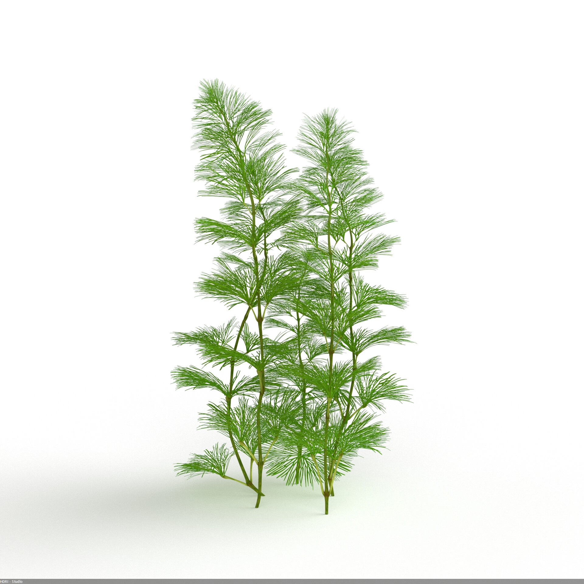 ArtStation - Cabomba Aquarium Plant