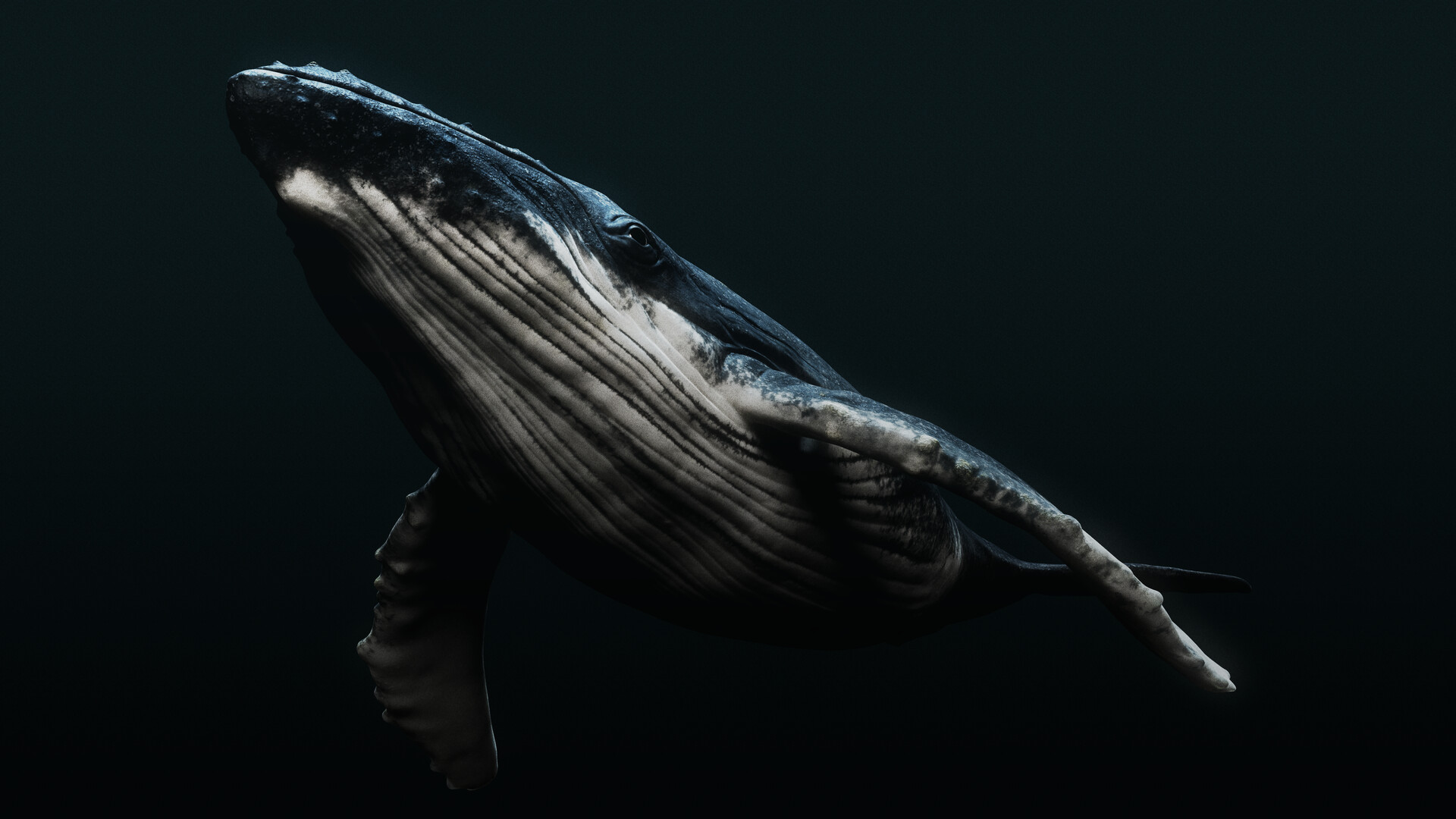 EunHo - Sad Humpback whale