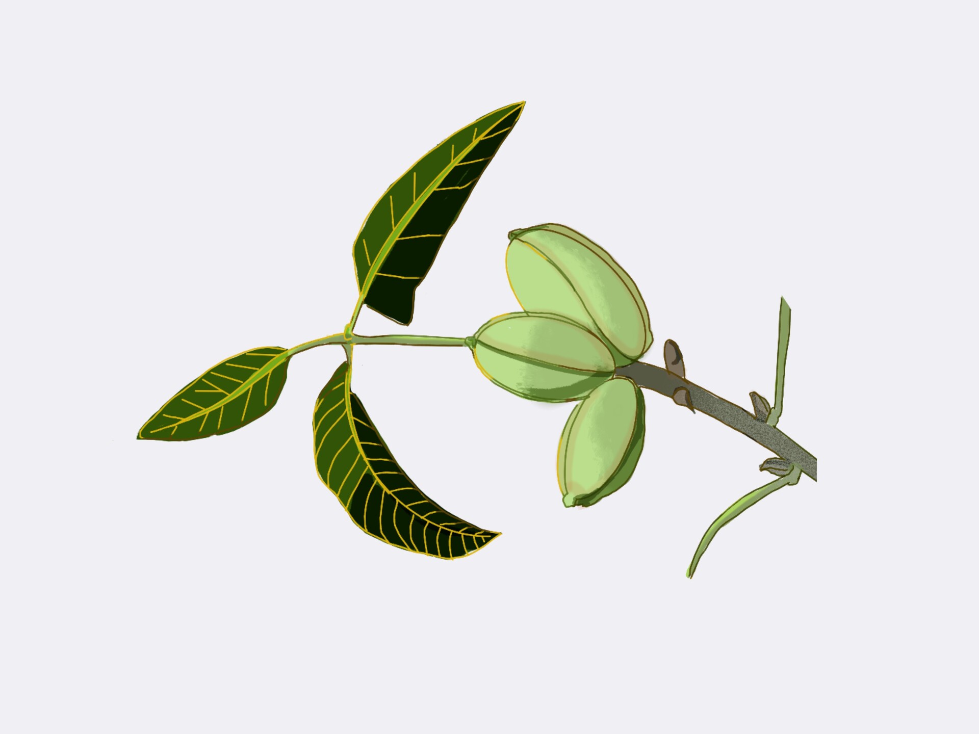 ArtStation - Pecan tree