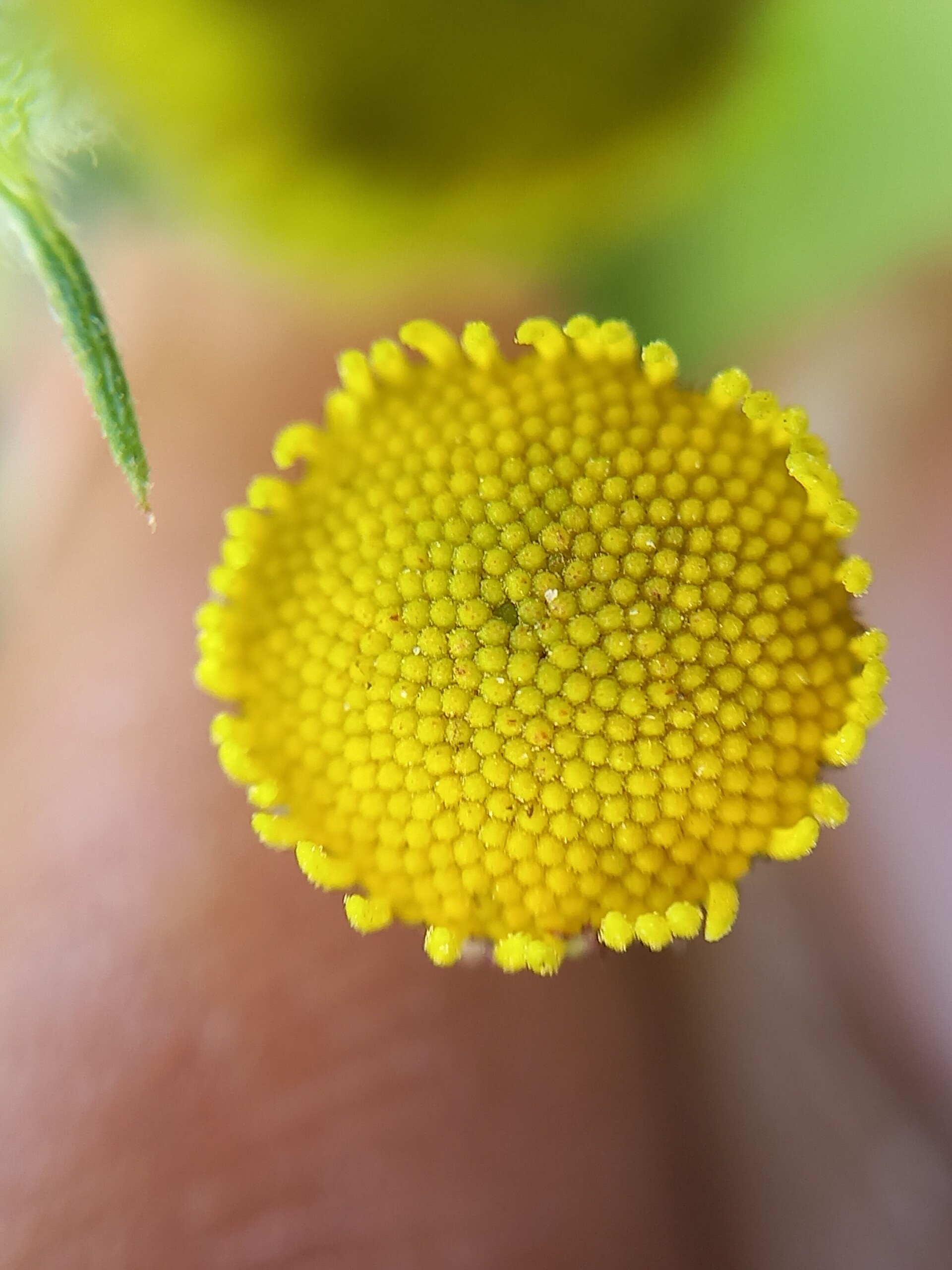 ArtStation - Macro flowers HD