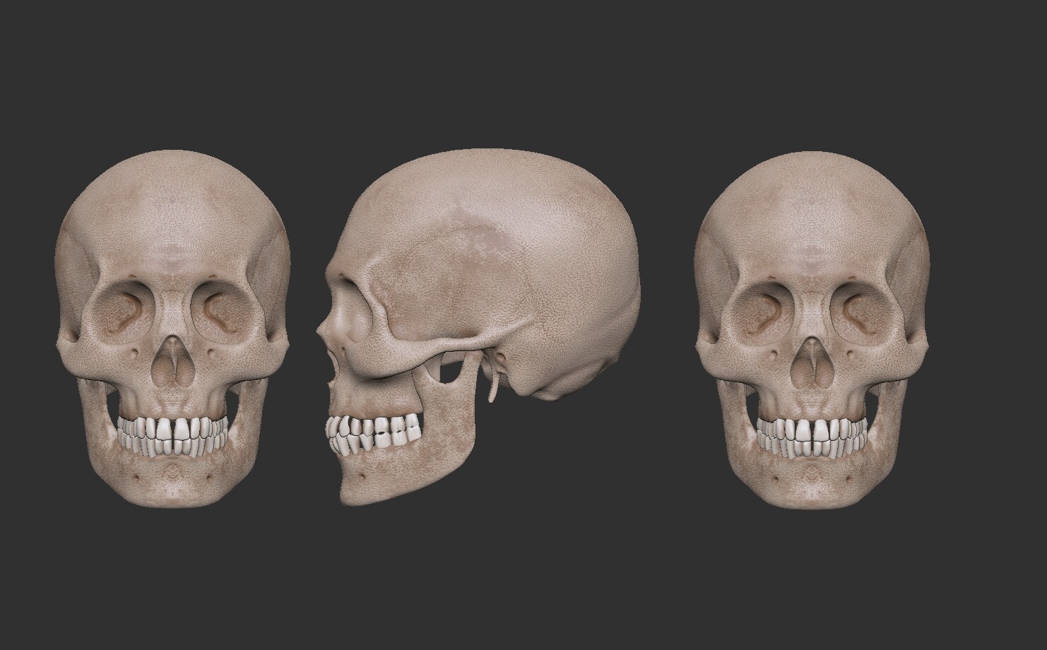ArtStation - 3D Skull