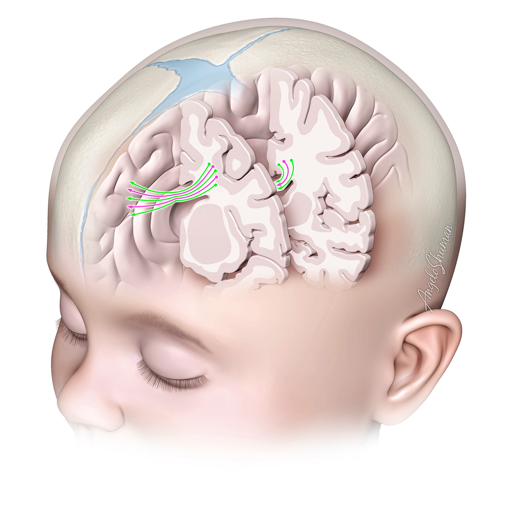 ArtStation - Brain connectivity