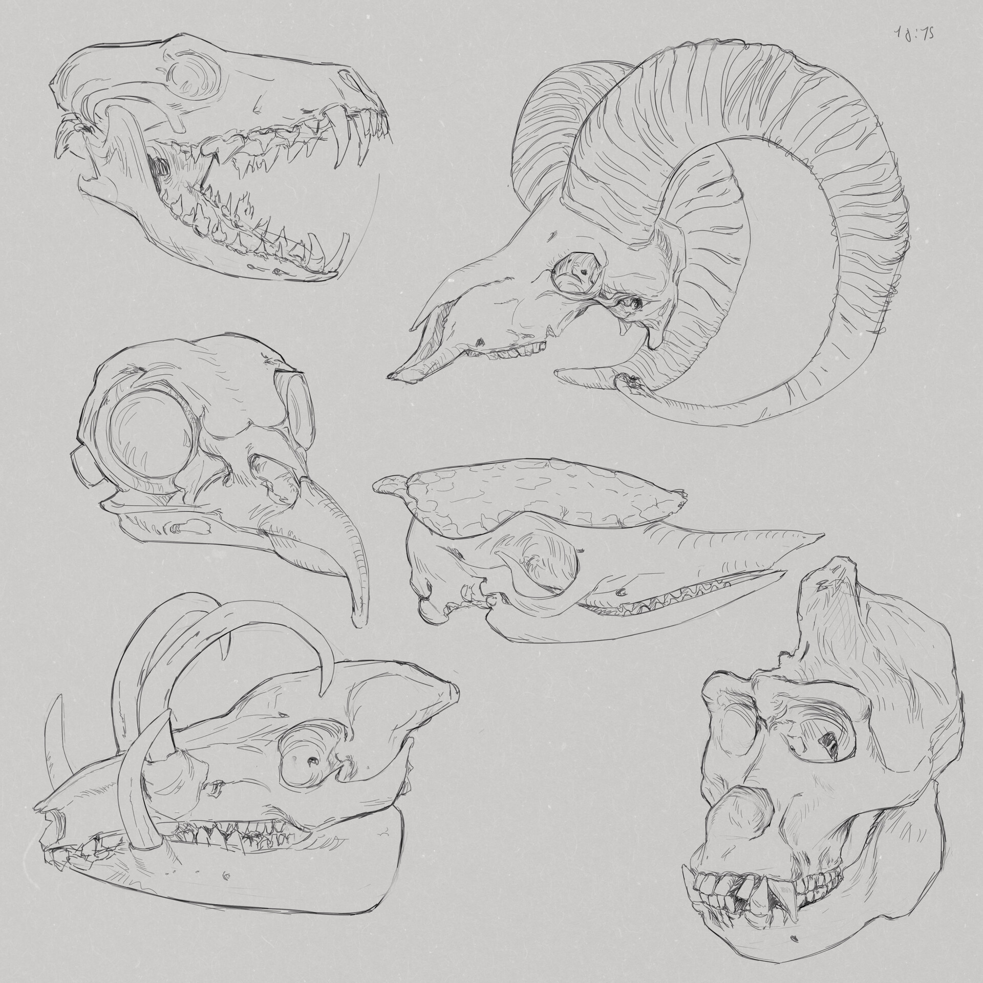 ArtStation - Still life - Animal skull study