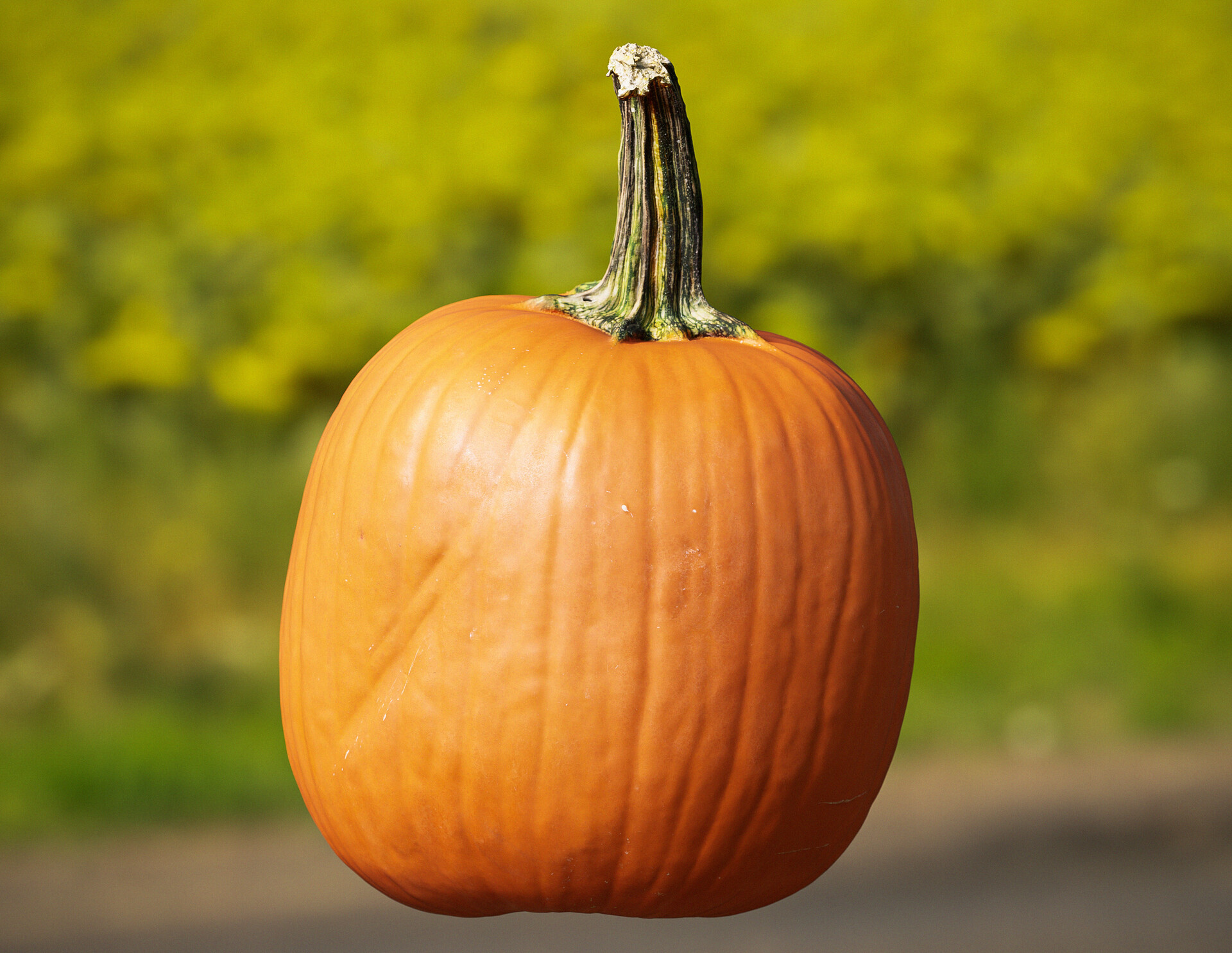 ArtStation - Oh my gourd!