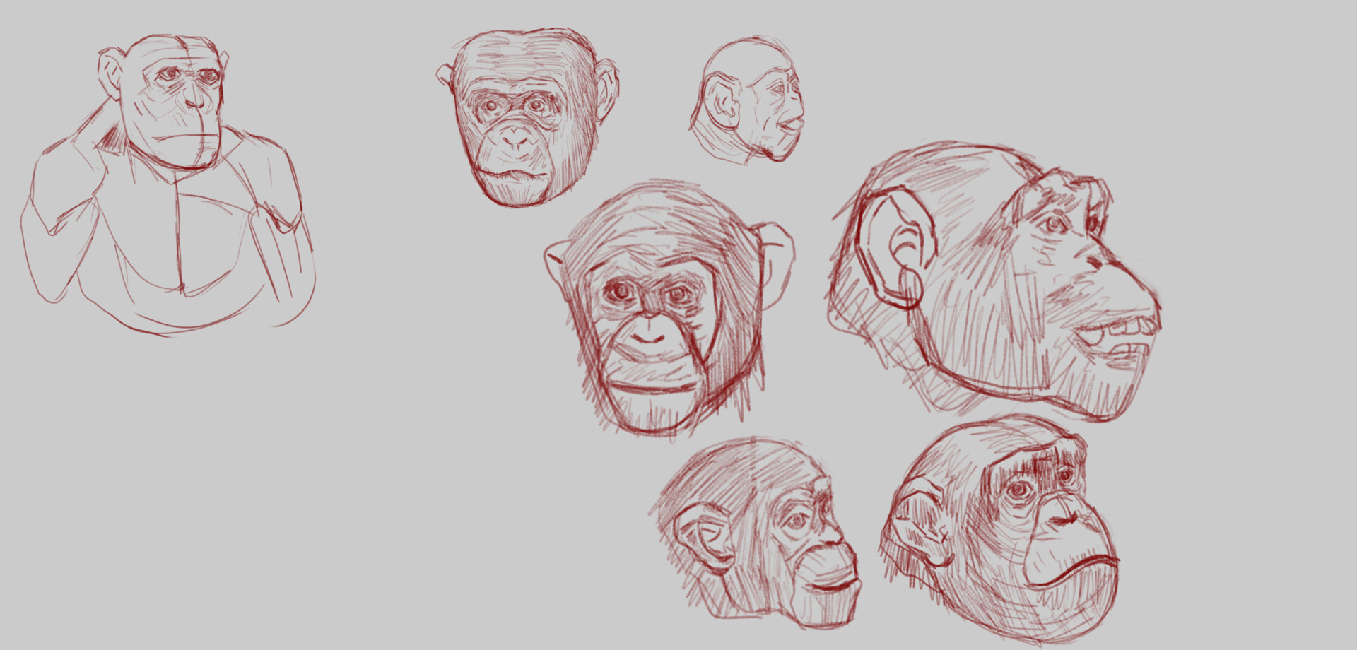 ArtStation - Monkey studies