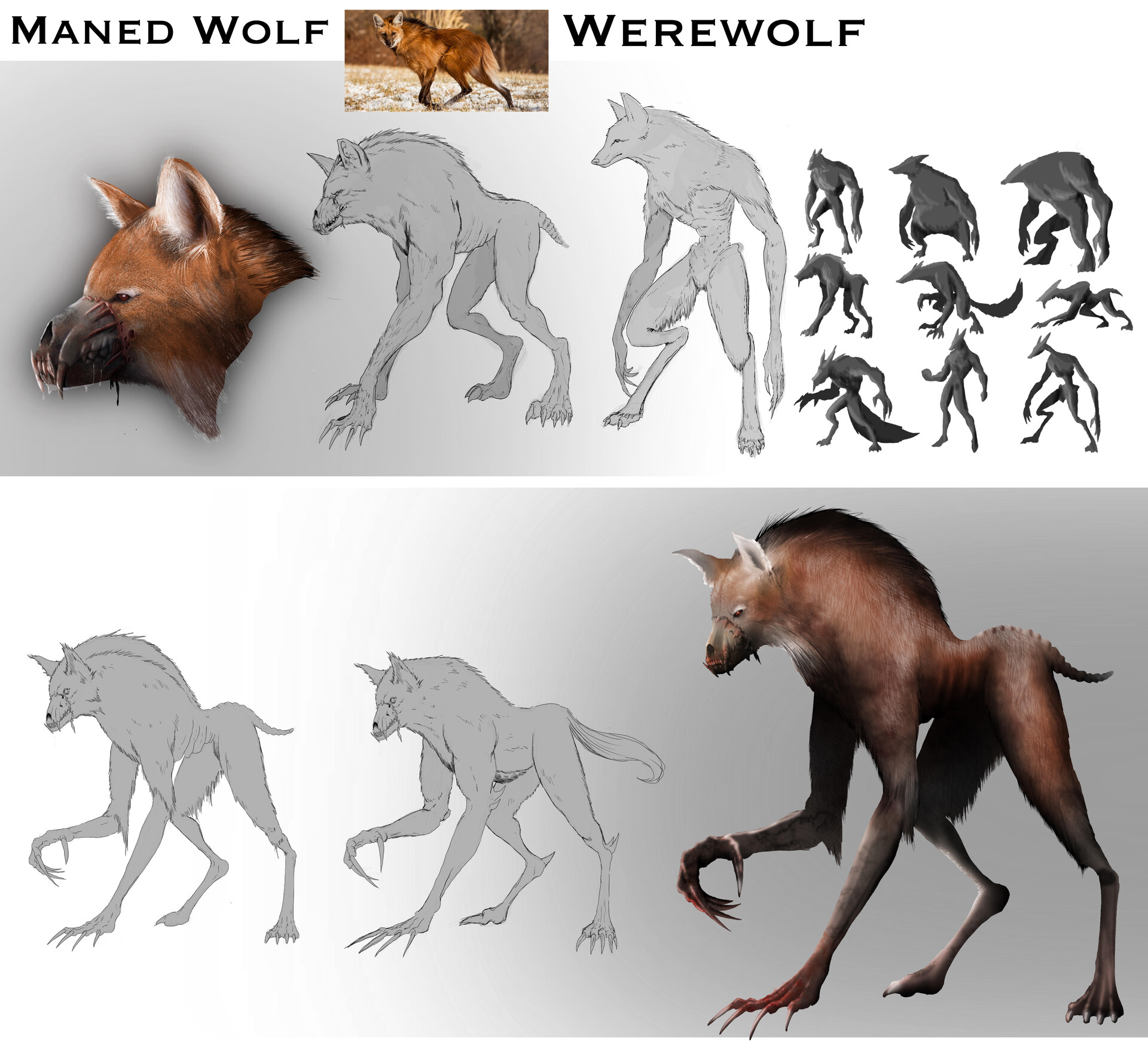 Werewolf Guide Terminology By Leonca On Deviantart ArtStation - alpha ...