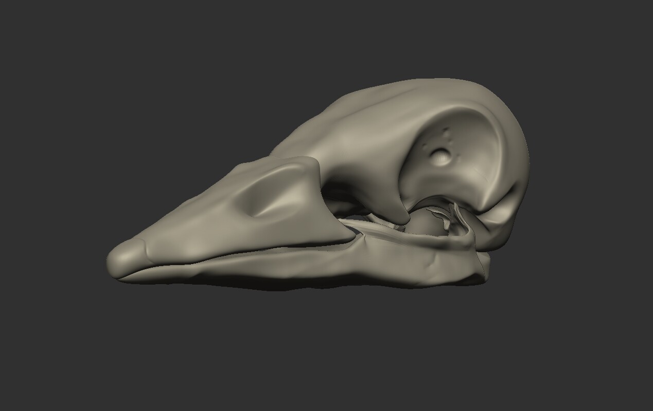 ArtStation - Duck Skull