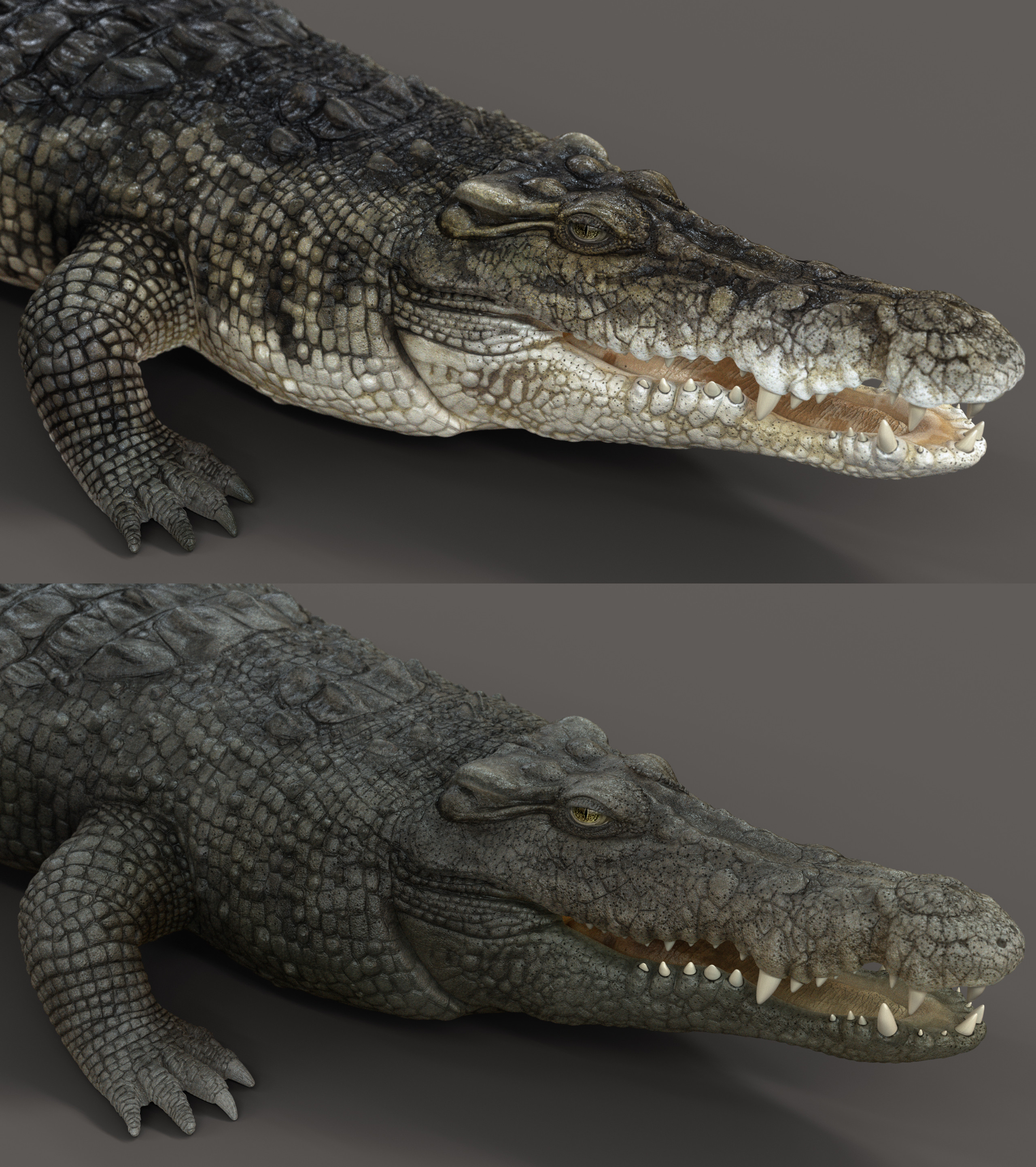 Massimo Righi - New crocodile model