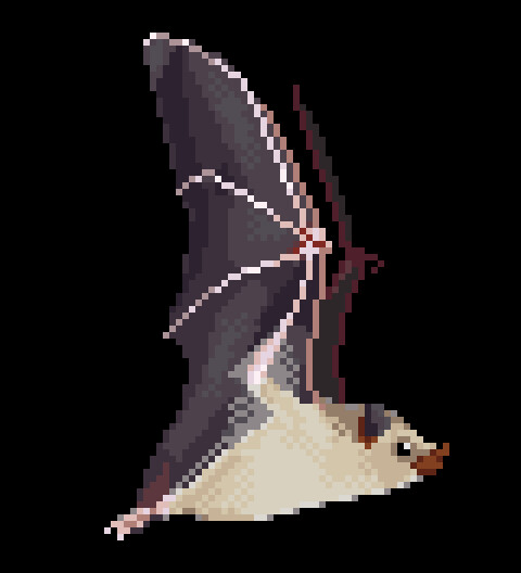 Kevin Altman - Pixel Bat Study