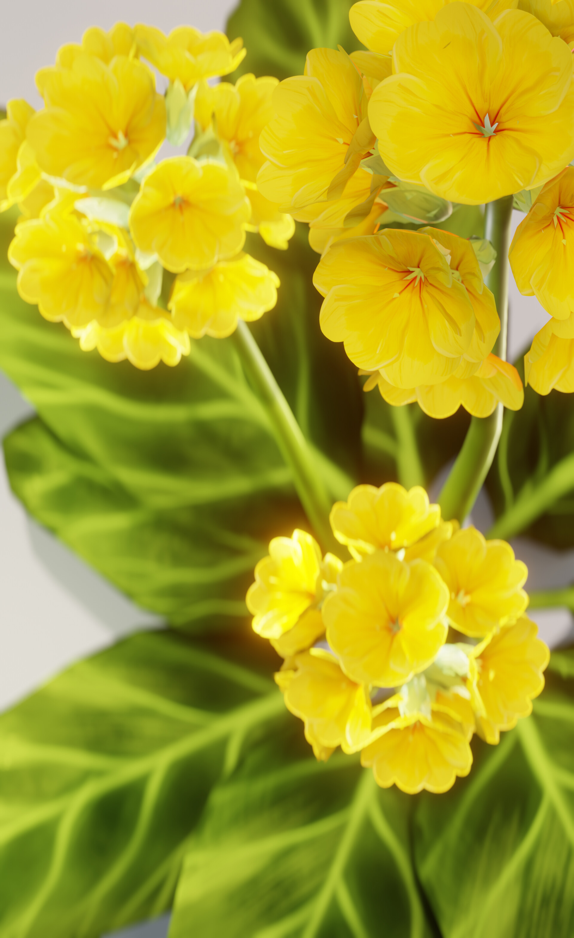 ArtStation - Primula veris