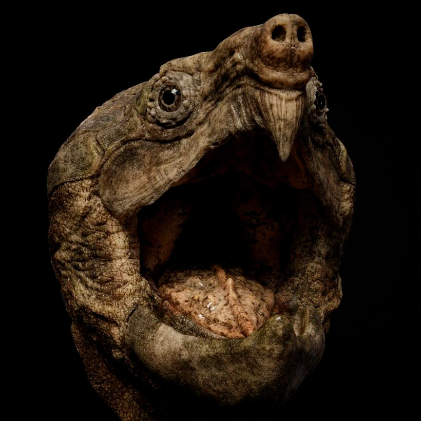 ArtStation - Snapping turtle bust.