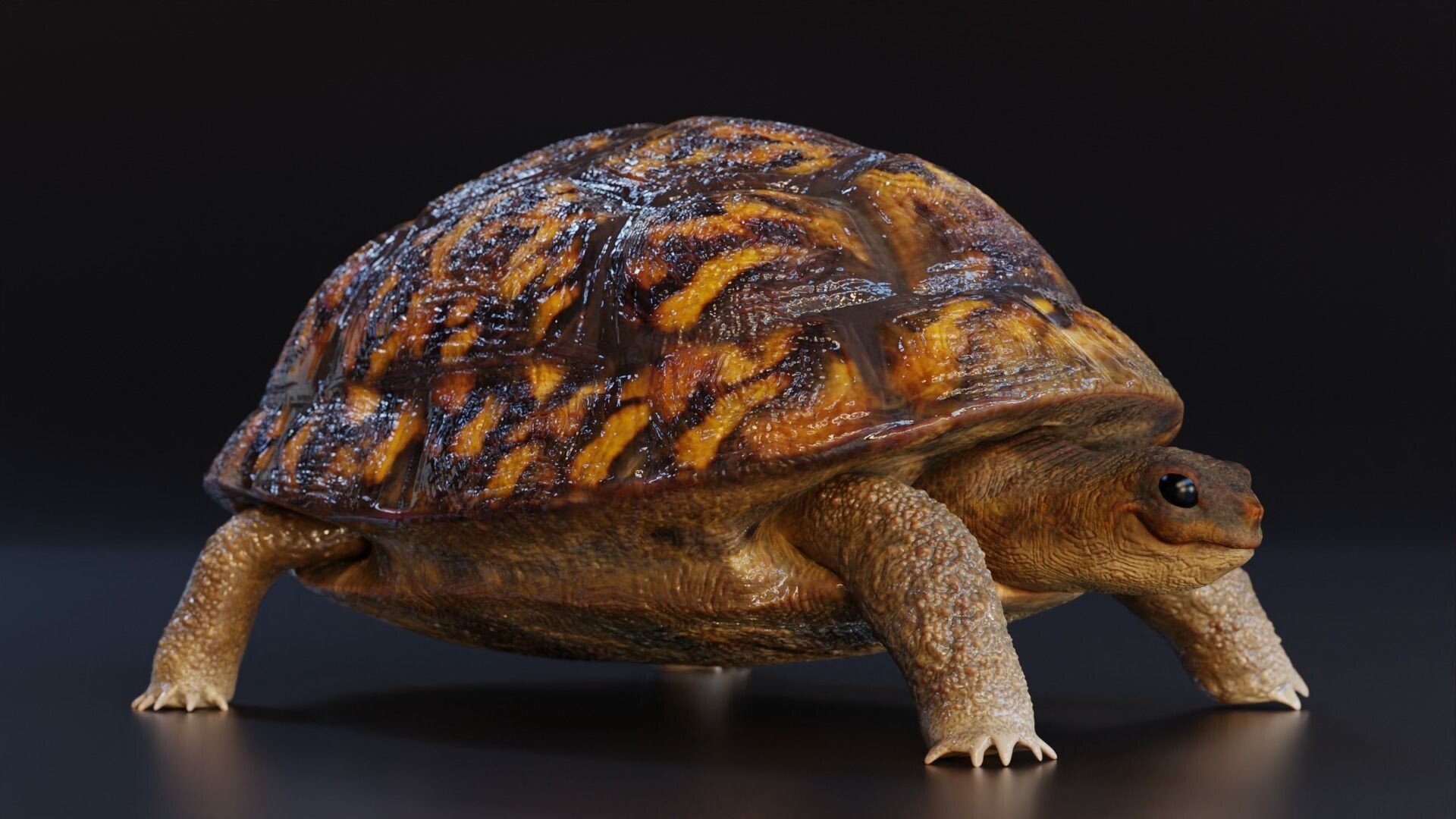 ArtStation - Turtle tortoise PBR 3D model