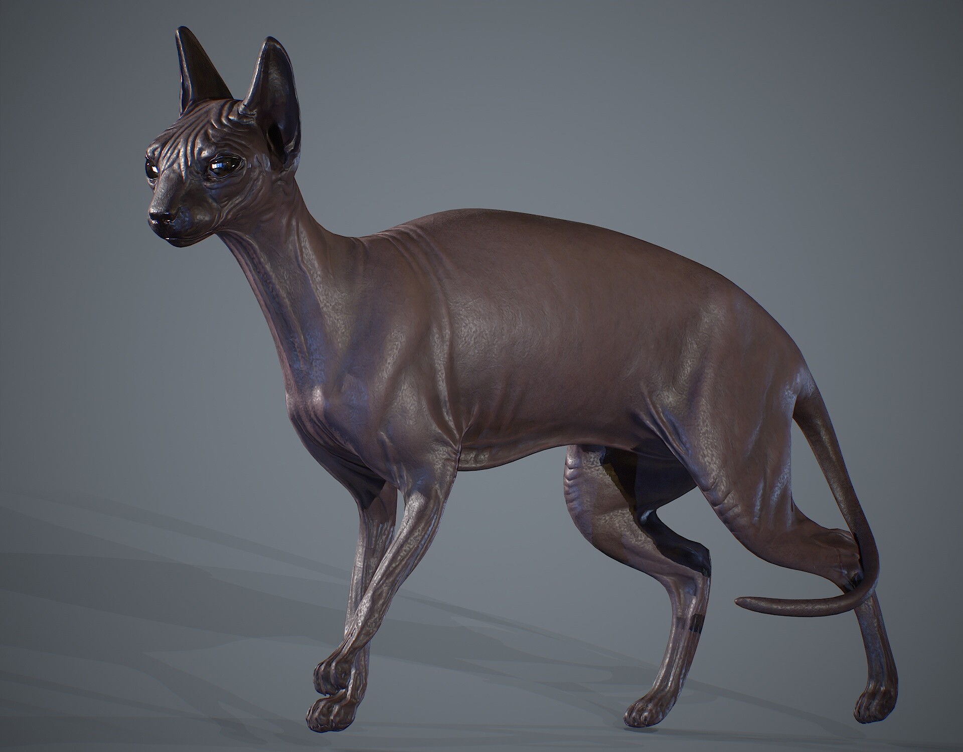 Artstation Sphynx Catanimated