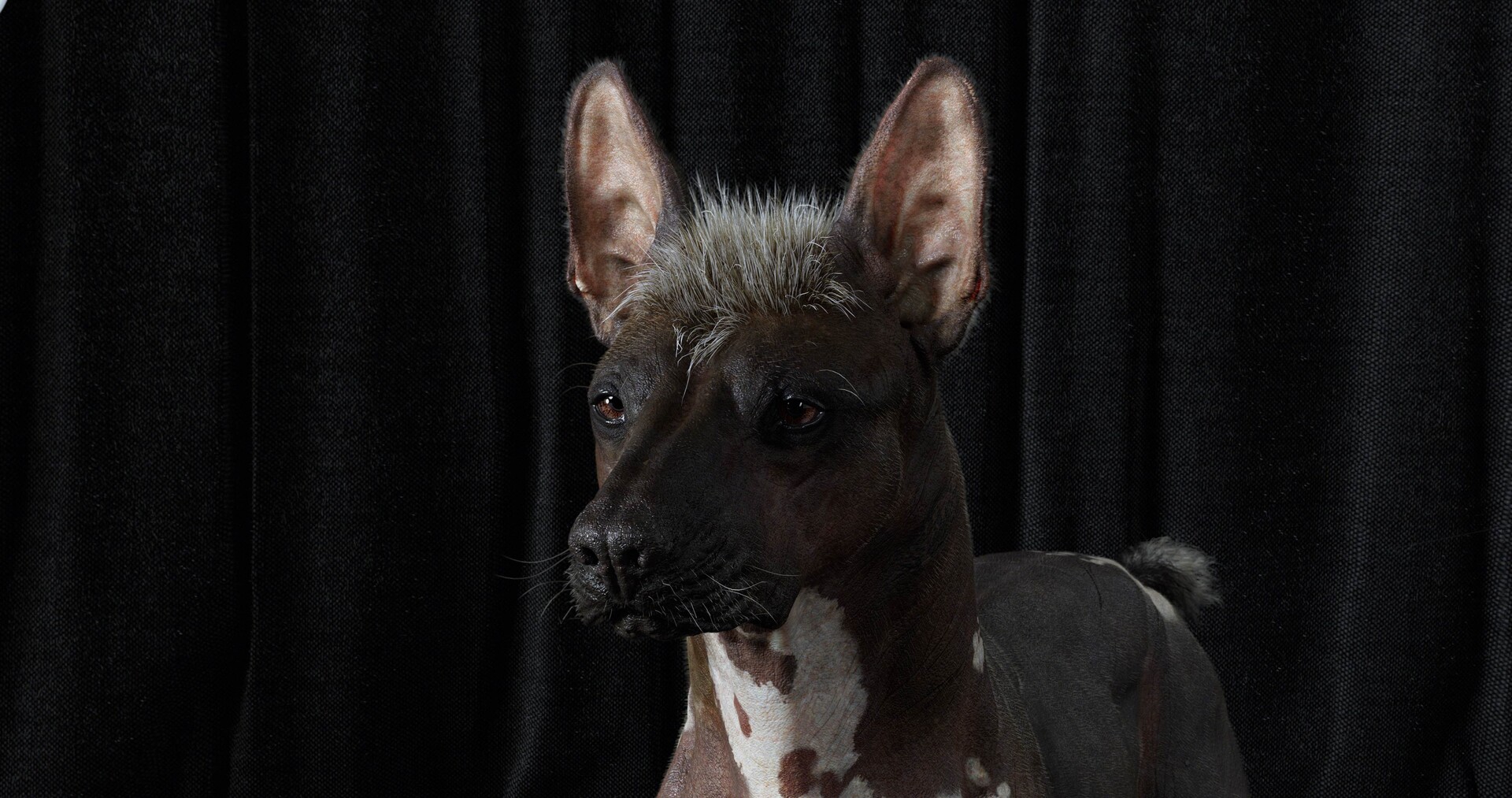 ArtStation - XOLO - Creature Workshops