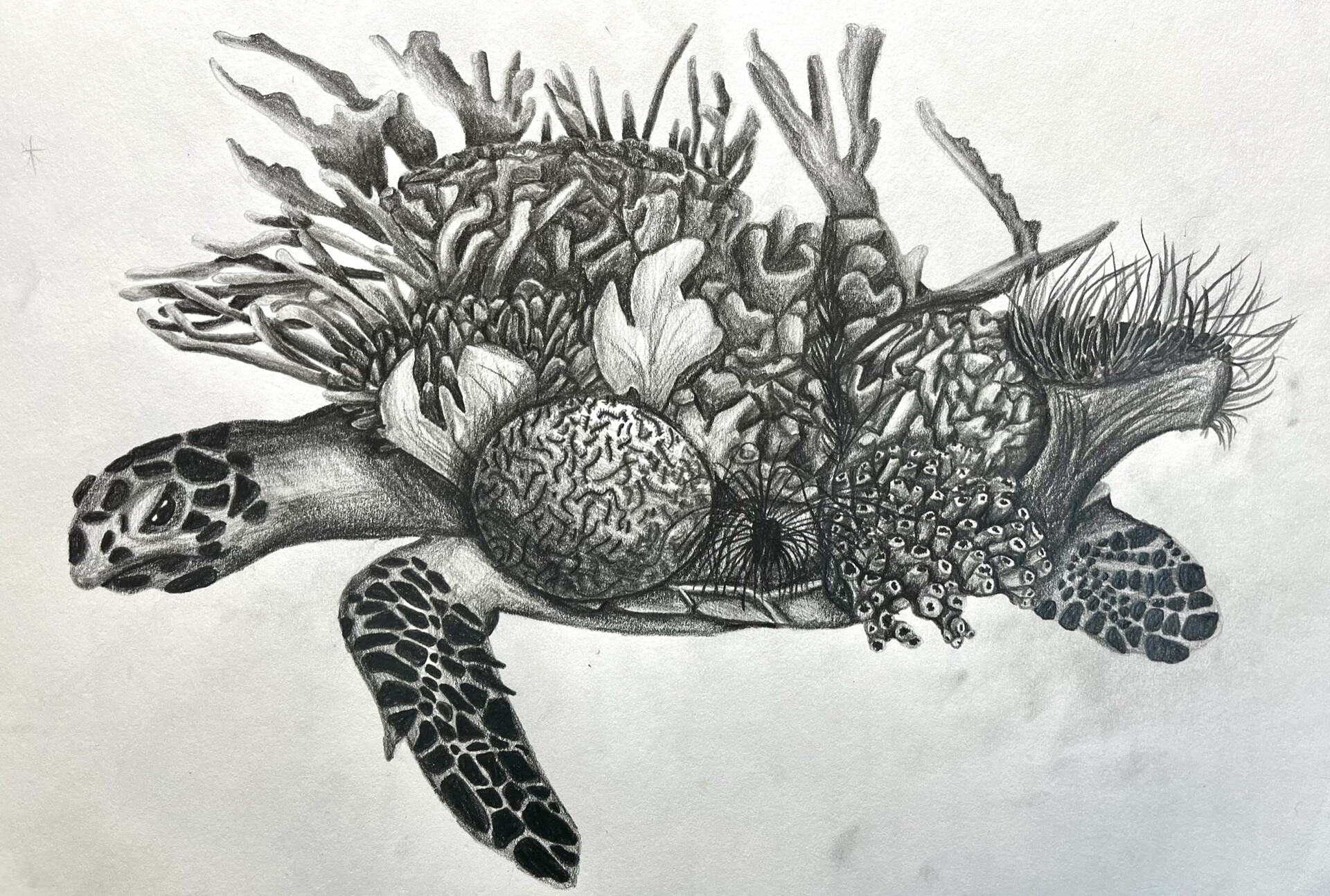 ArtStation - Surrealism Sea-Turtle