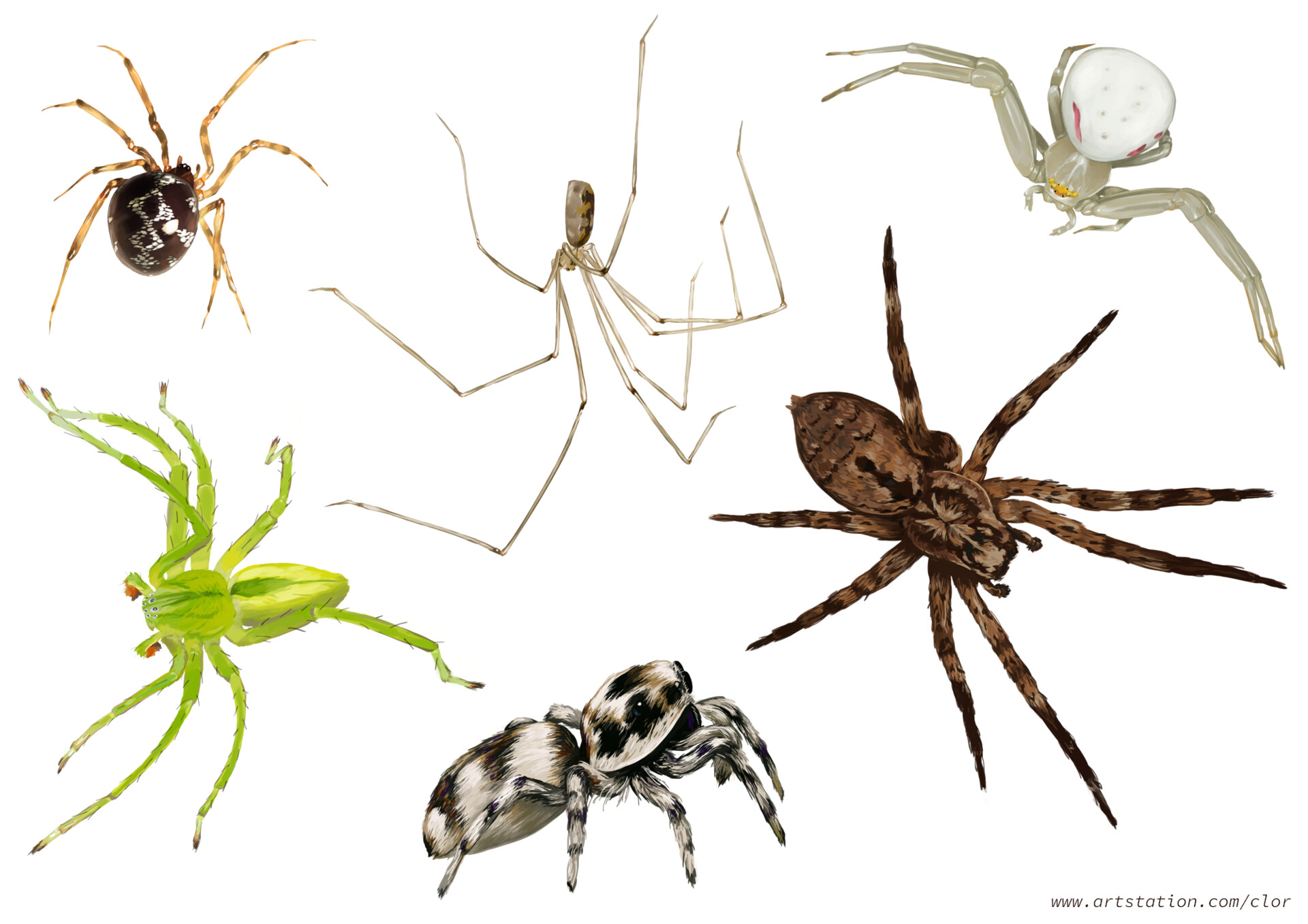 ArtStation - Spider Study