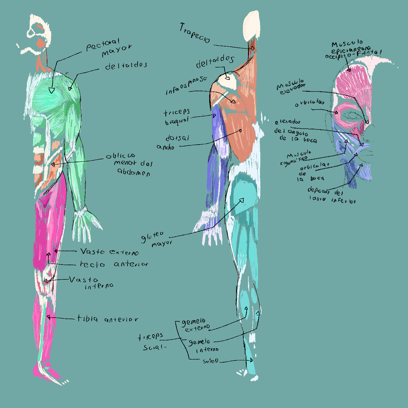 ArtStation - Ejercicio 2 - Anatomia