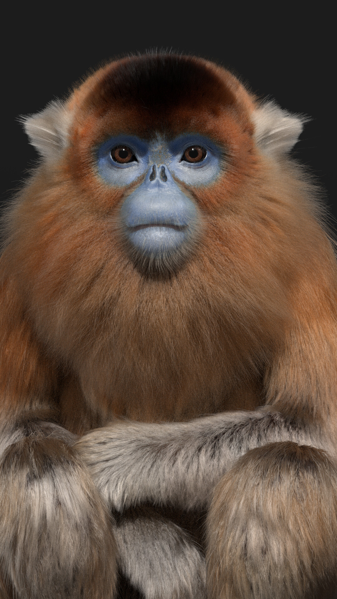 ArtStation - Blue Monkey Rhinopithecus