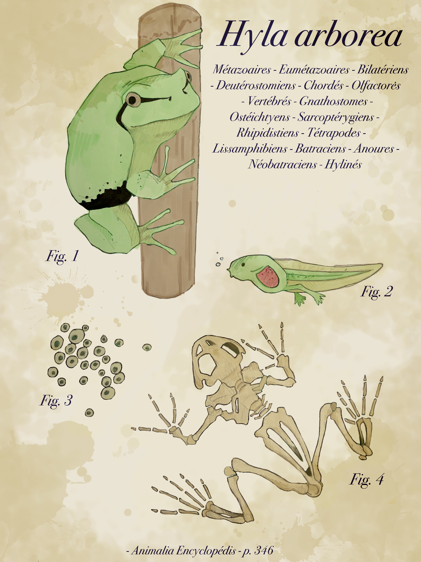 ArtStation - Life cycle of Hyla arborea: four diagrams and phylogenetic ...