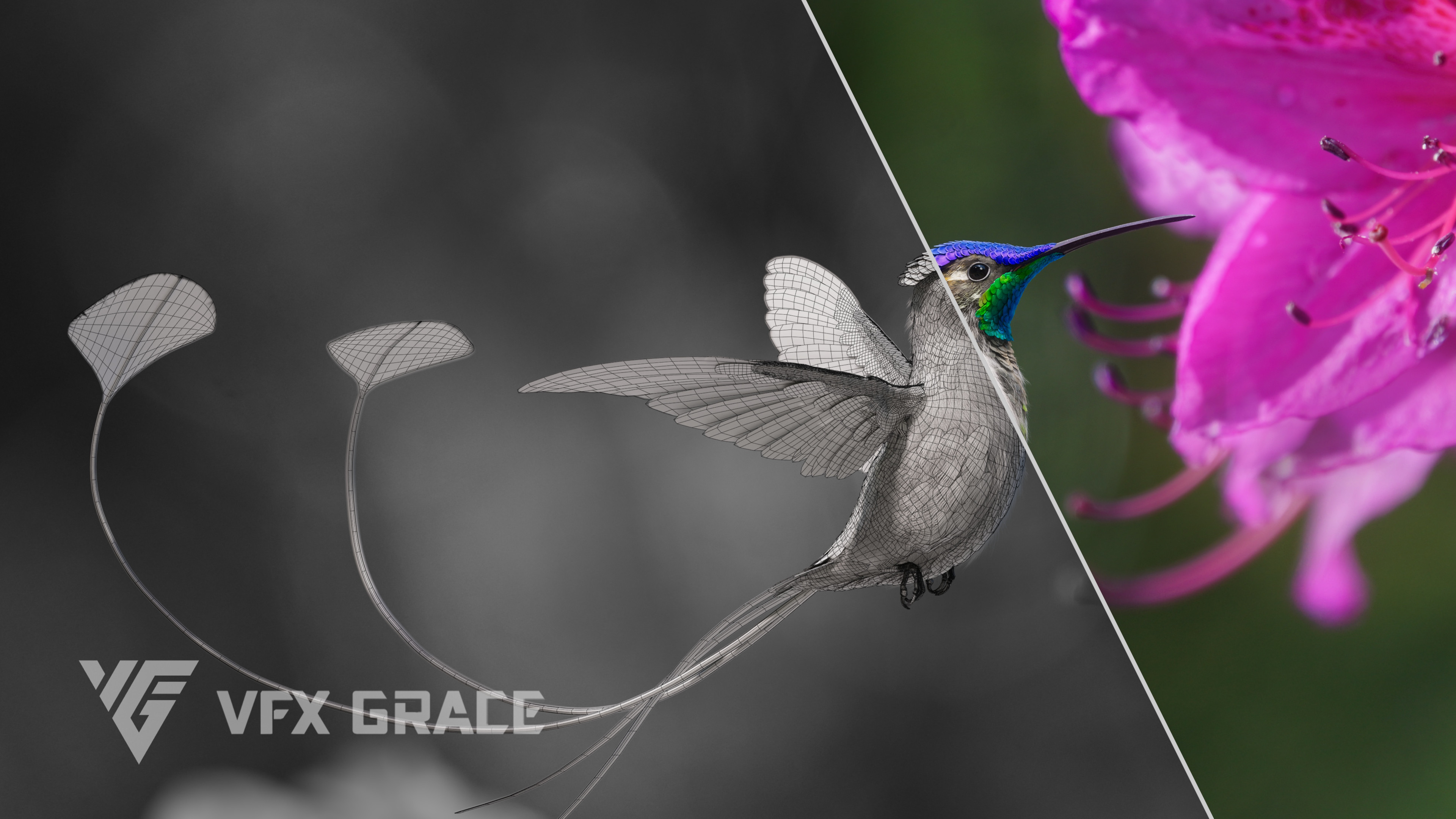 VFX models - Hummingbird Animation