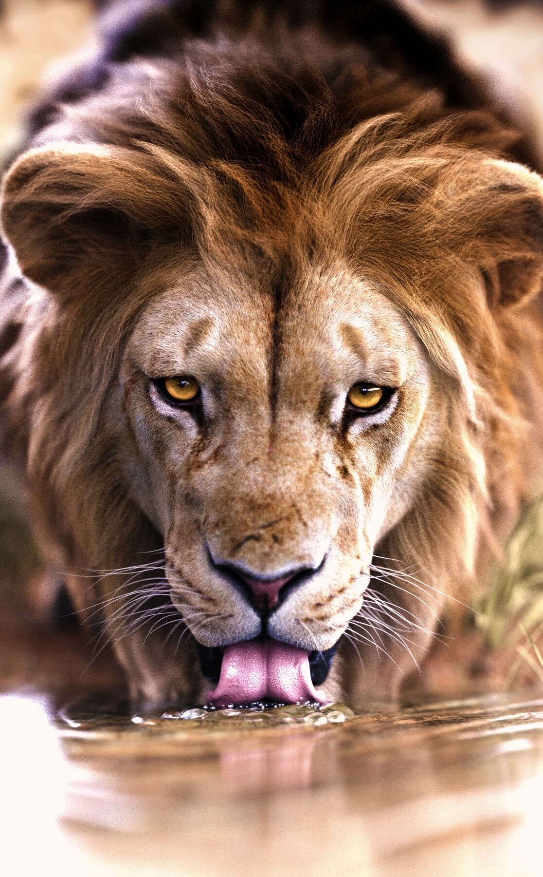 Massimo Righi - Drinking lion