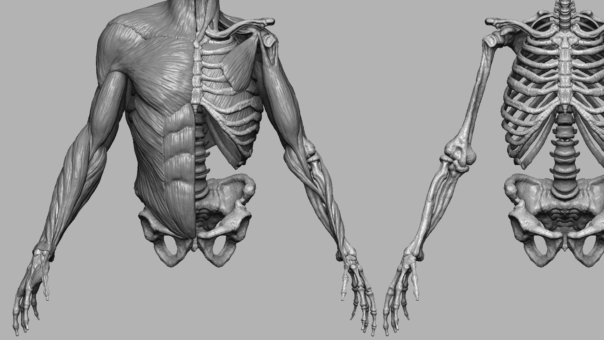 ArtStation - Anatomy practice 02