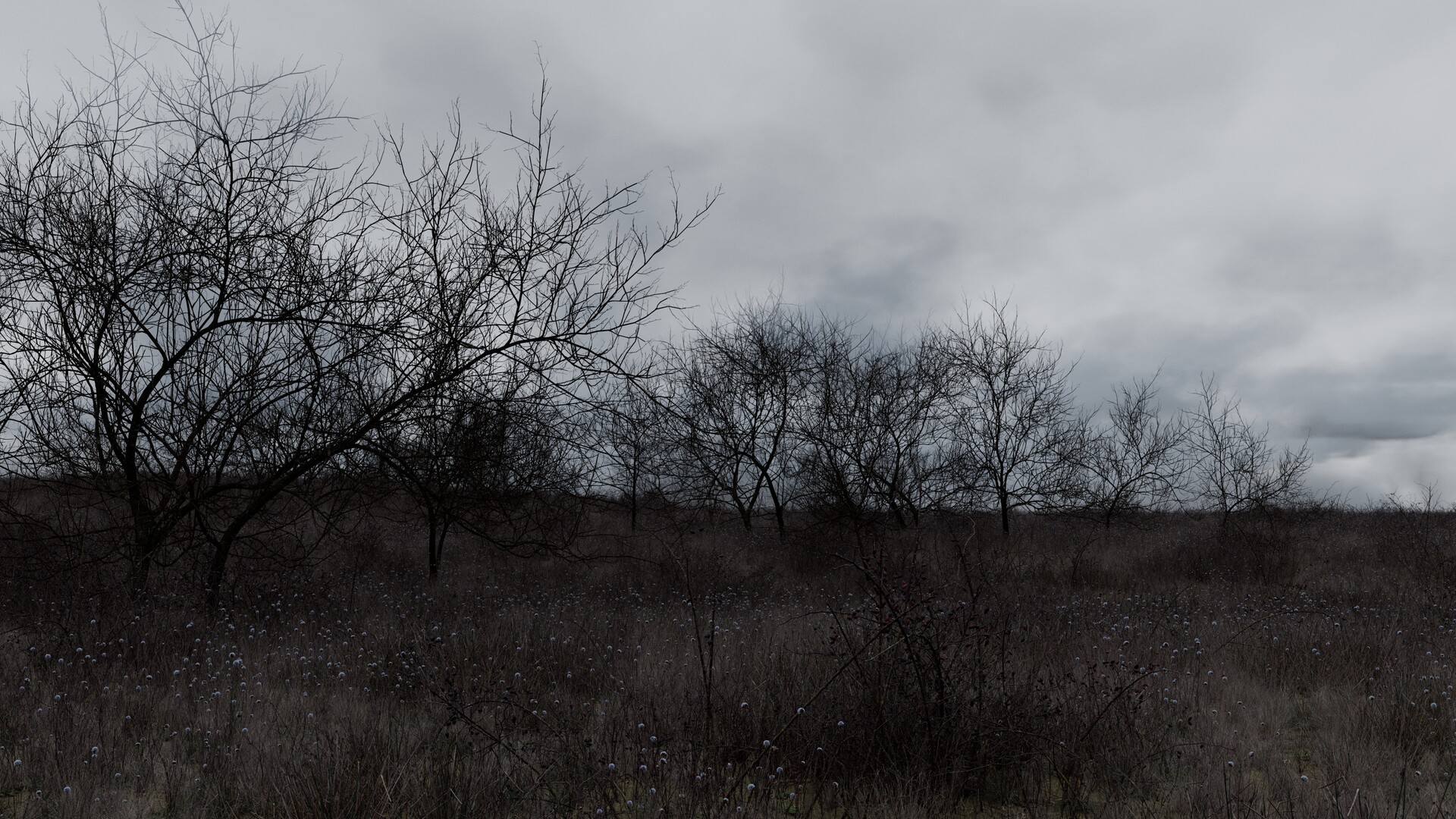 ArtStation - Dreary Field