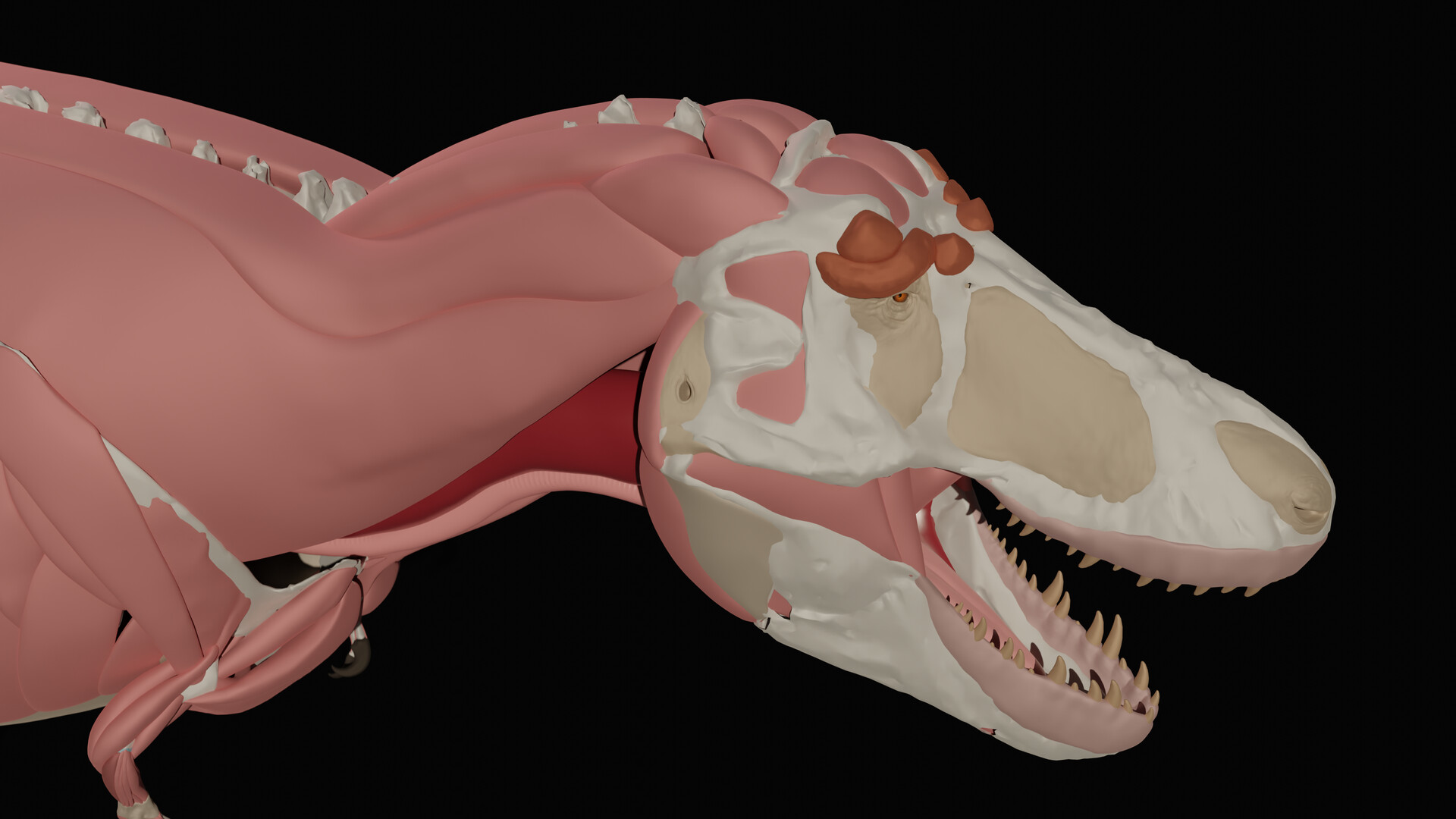 Jonathan Harris - Tyrannosaurus rex Muscle Anatomy