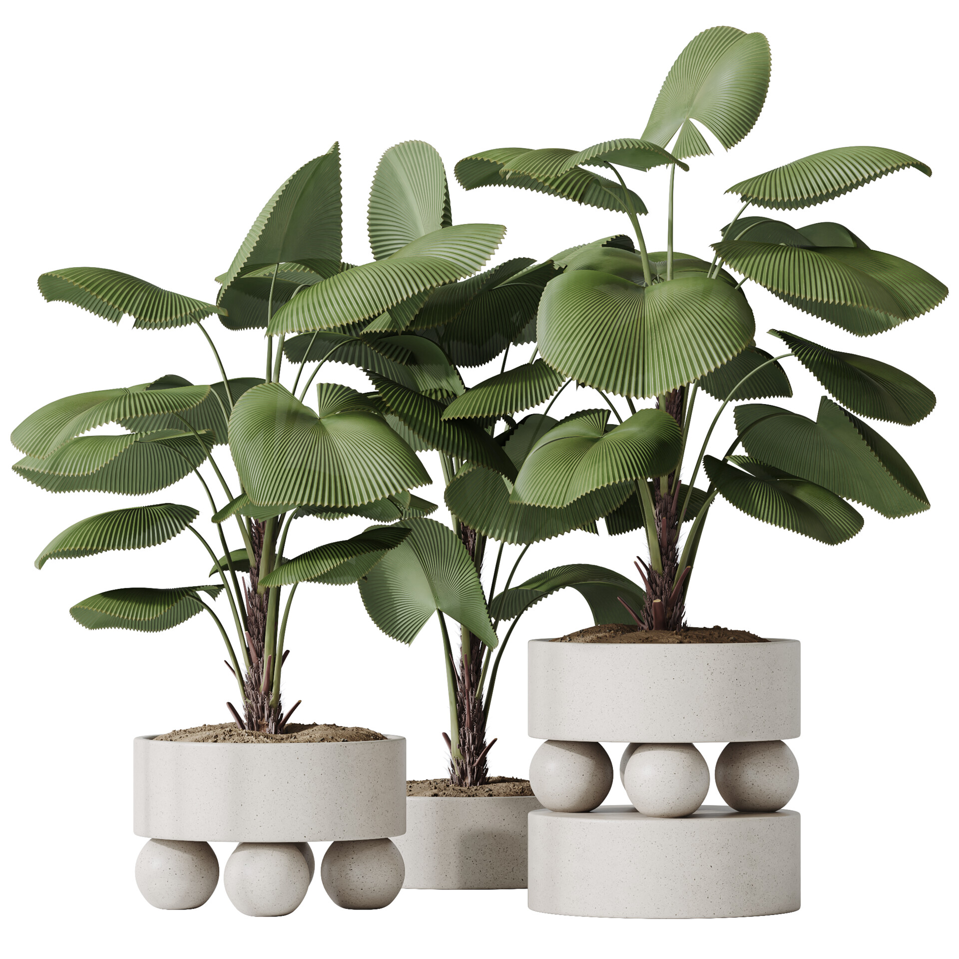 ArtStation - HQ HousePlants Licuala Grandis Ruffled Fan Palm