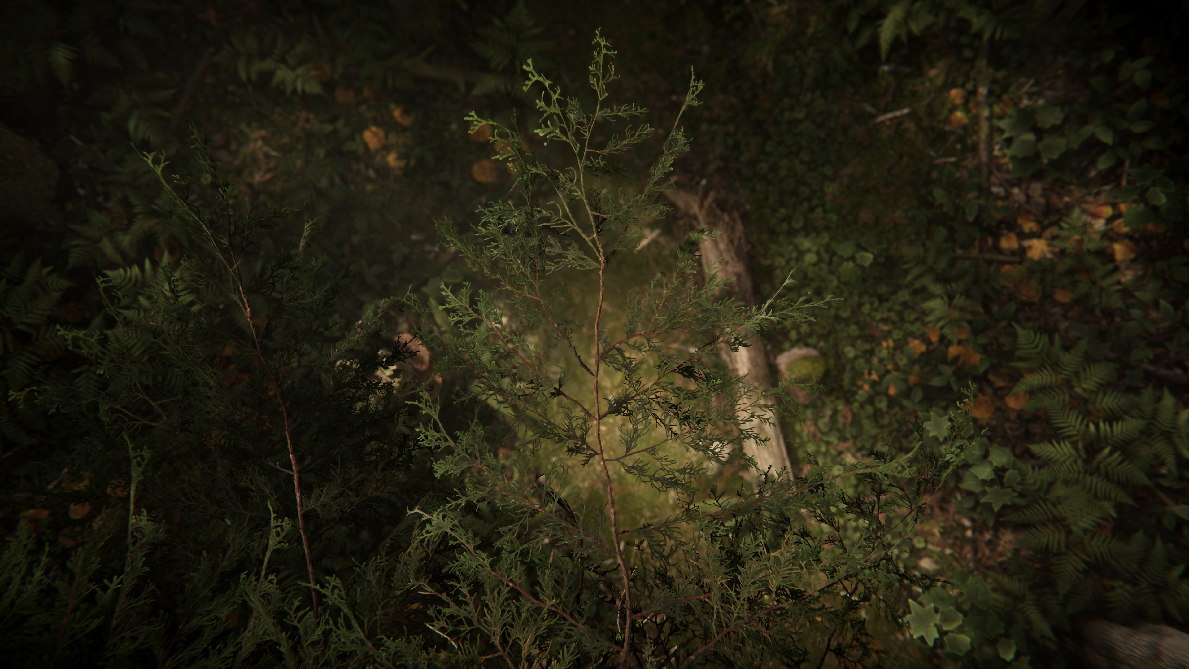 B. Paul - Mossy Cedrus Forest - 3D Models