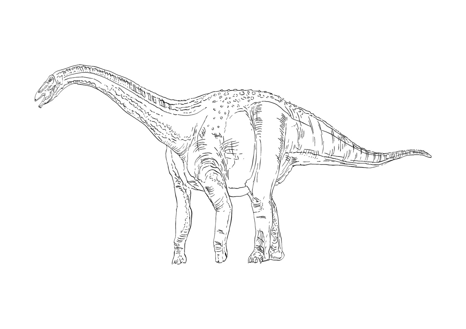 Coloring pages GBcoloring - Exploring the Mesozoic Era with Aeolosaurus ...